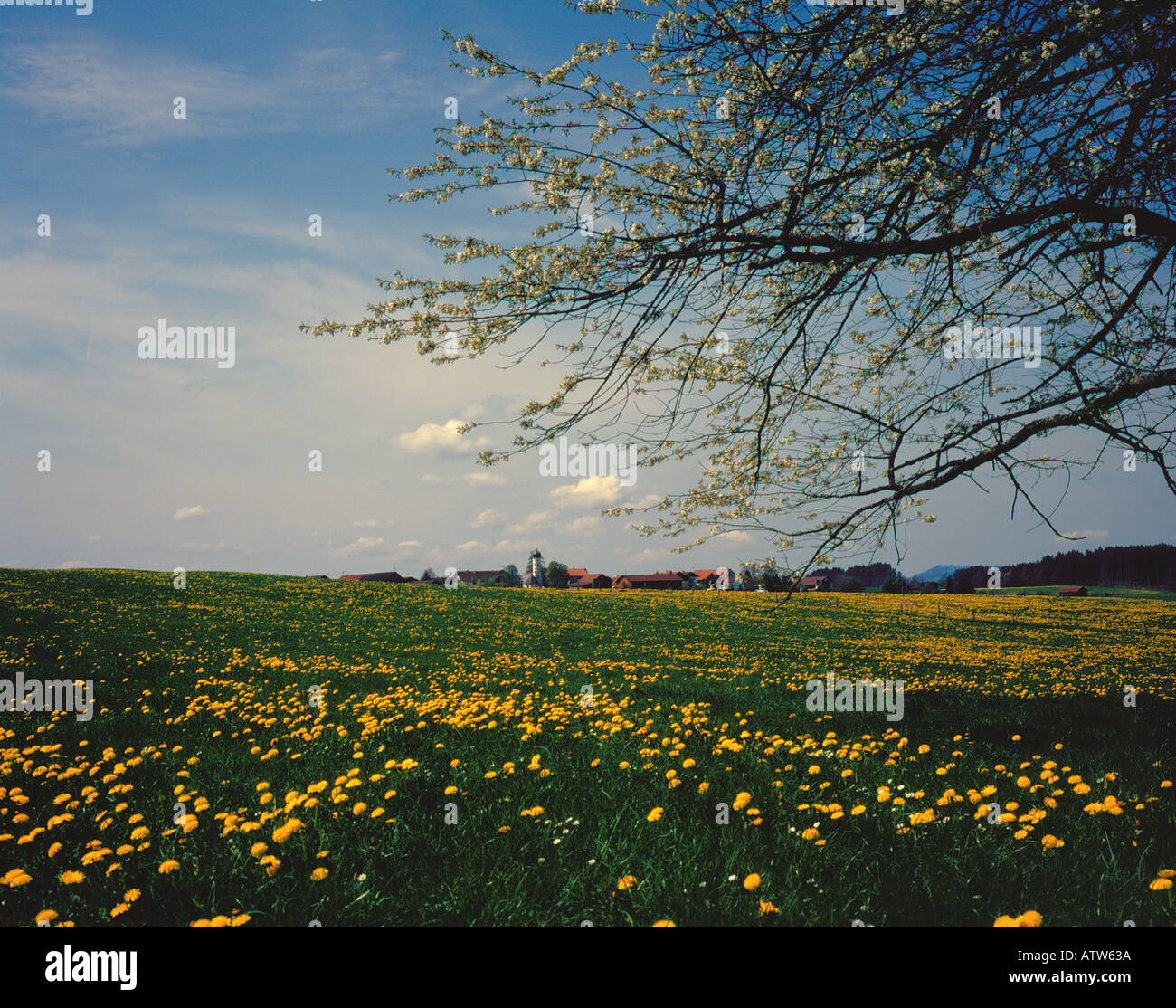dandelion field and cherry tree with blossoms in Upper Bavaria Germany ...