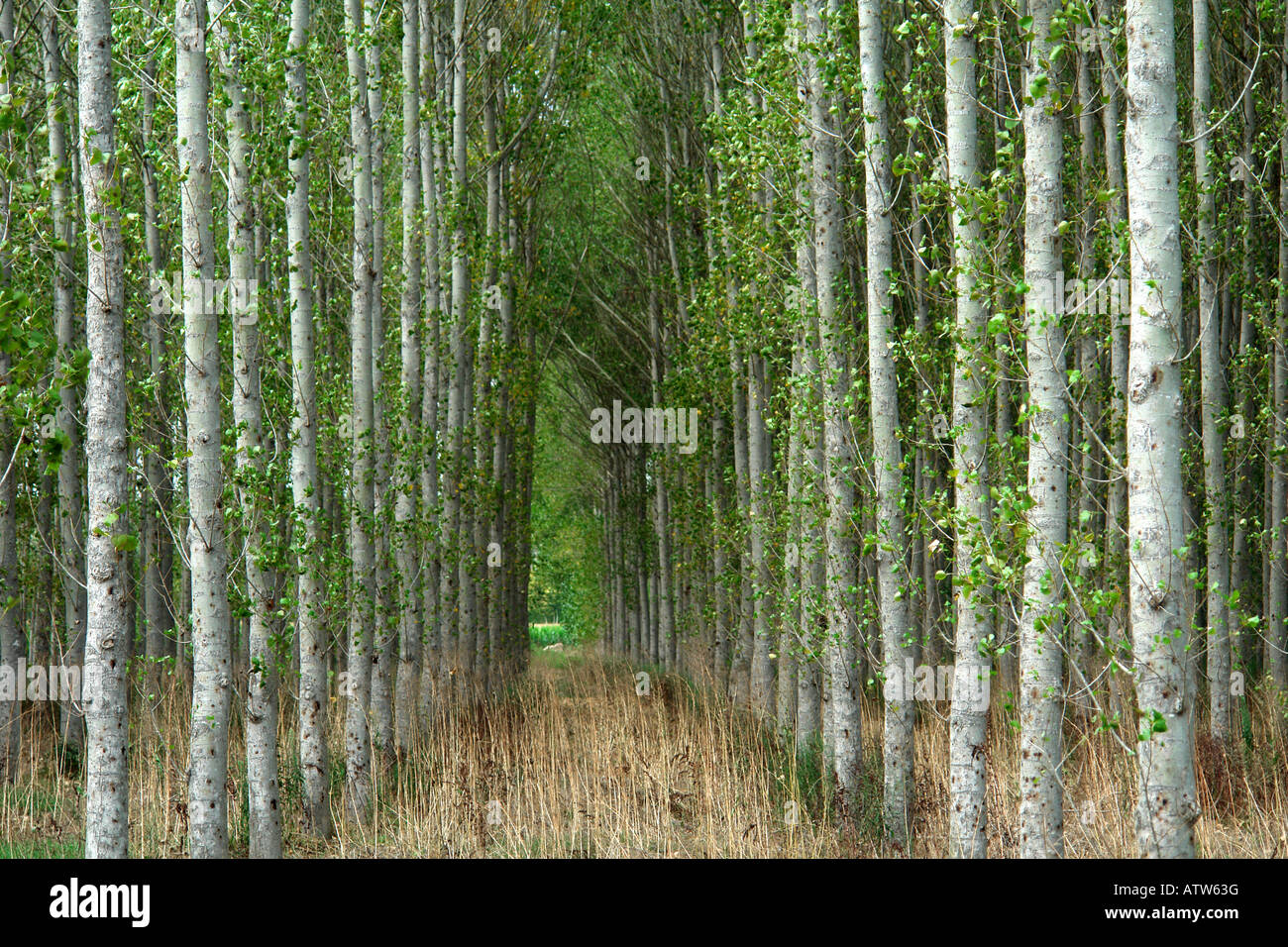 line of trees Stock Photo - Alamy