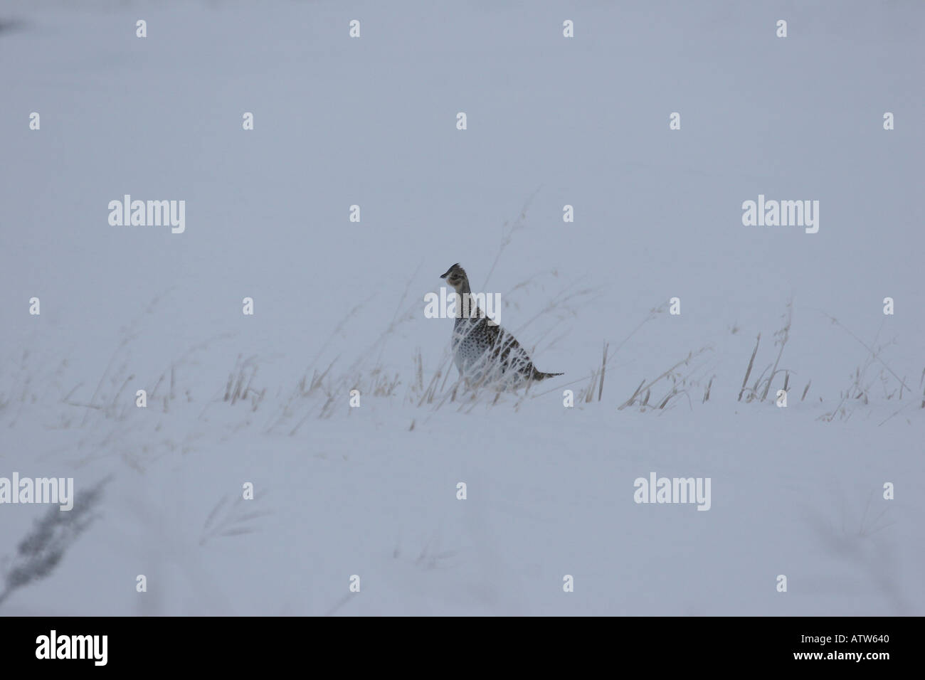 Sharp tailed Grouse in scenic Saskatchewan Canada Stock Photo - Alamy