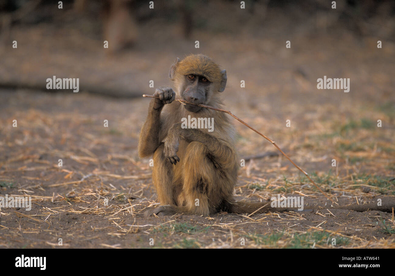 Hungry baby baboon hi-res stock photography and images - Alamy