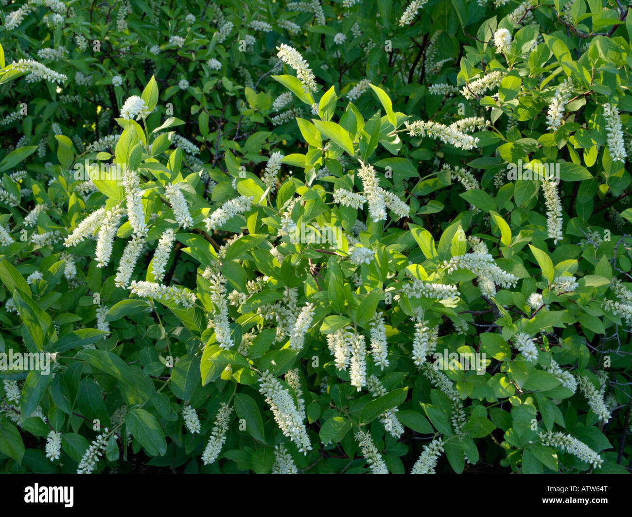 Virginian willow (Itea virginica Stock Photo - Alamy
