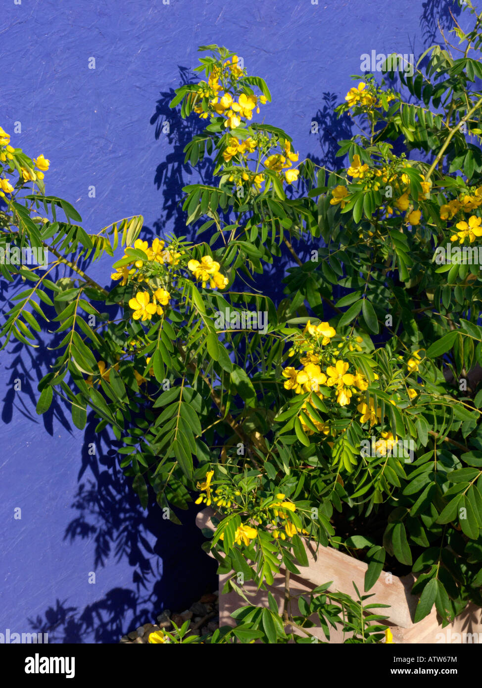 African senna (Senna didymobotrya syn. Cassia didymobotrya Stock Photo ...