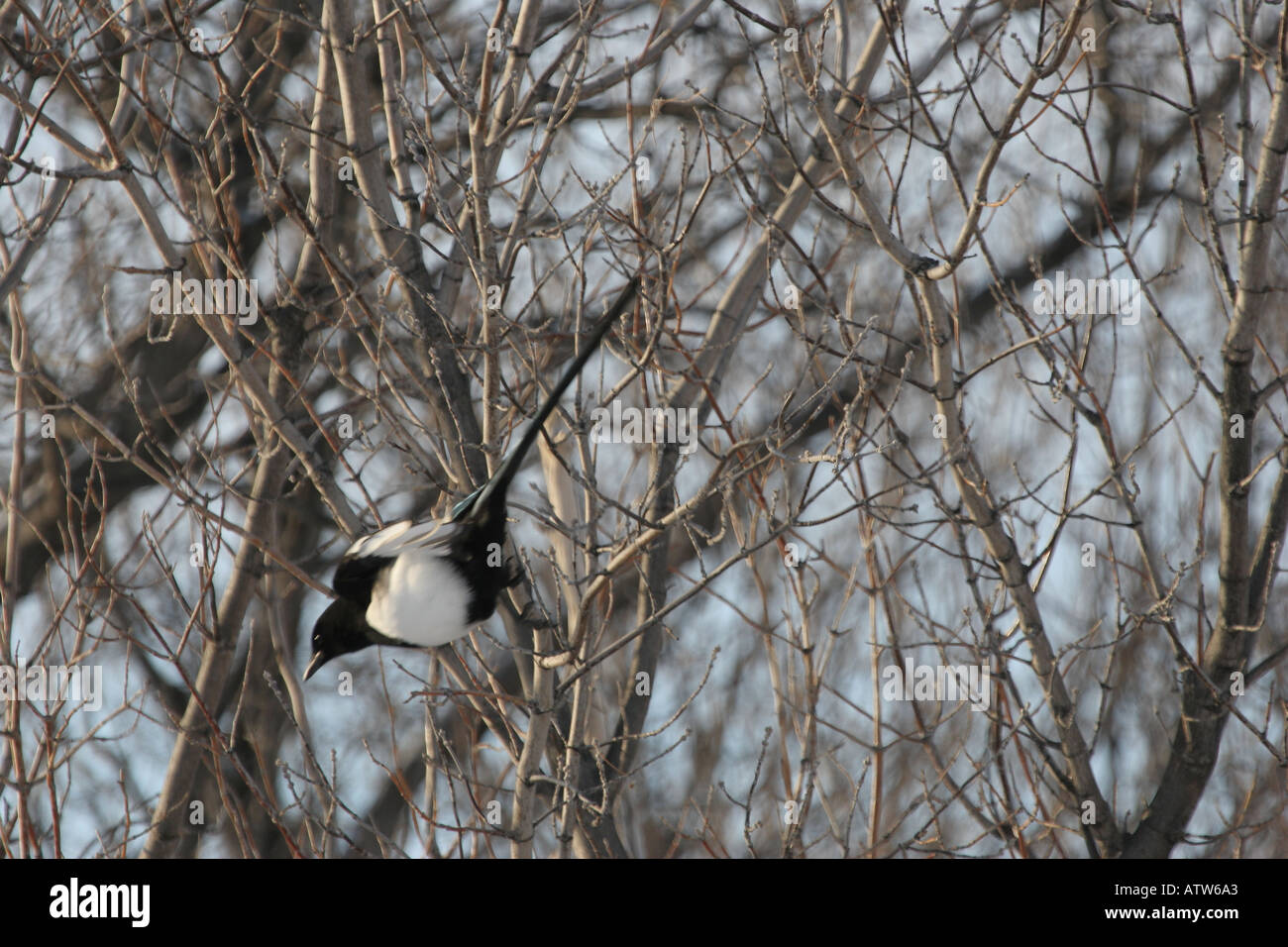 Black billed Magpie perched in tree in scenic Saskatchewan Canada Stock ...