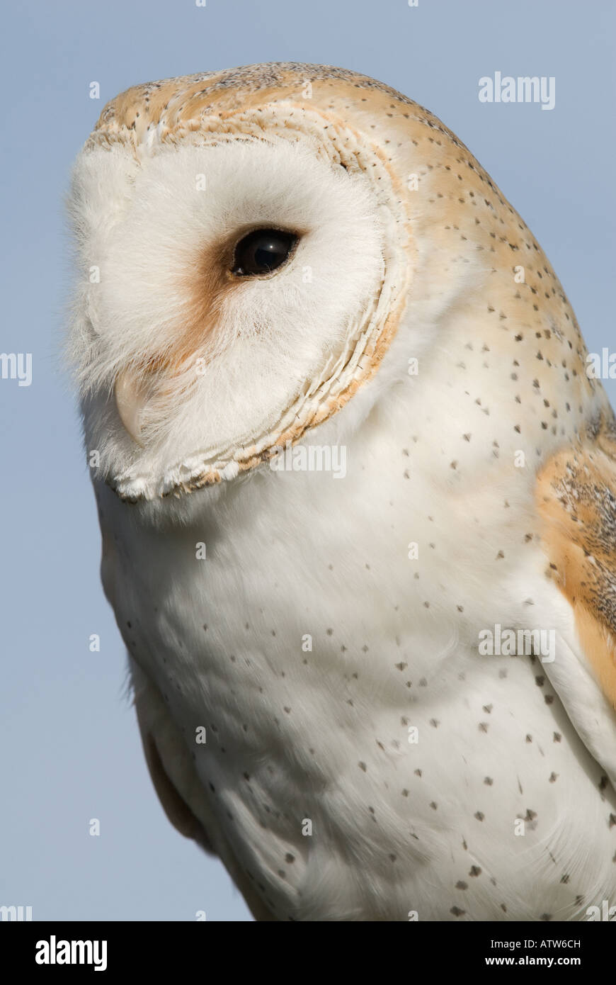 Barn Owl (Tyto alba Stock Photo - Alamy