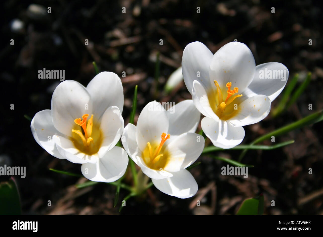 Three flowers of white hellebore Stock Photo - Alamy