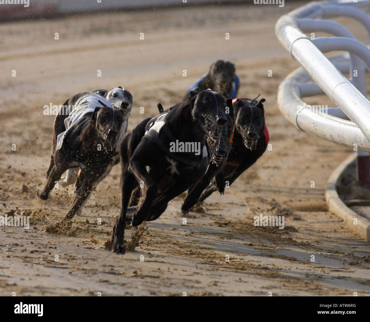 Greyhounds hi-res stock photography and images - Alamy