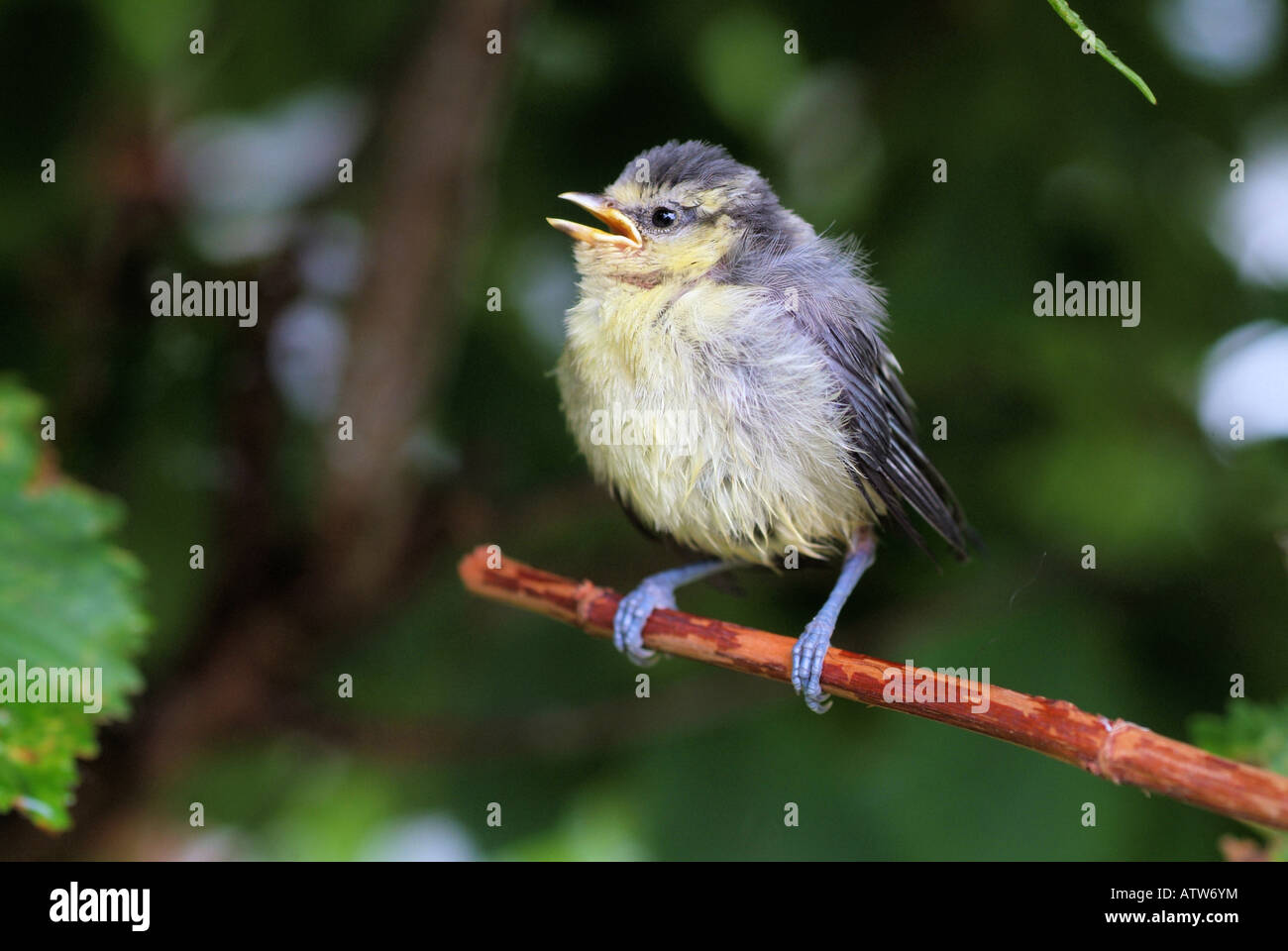 Baby Blue Tit (Parus Caeruleus Stock Photo - Alamy
