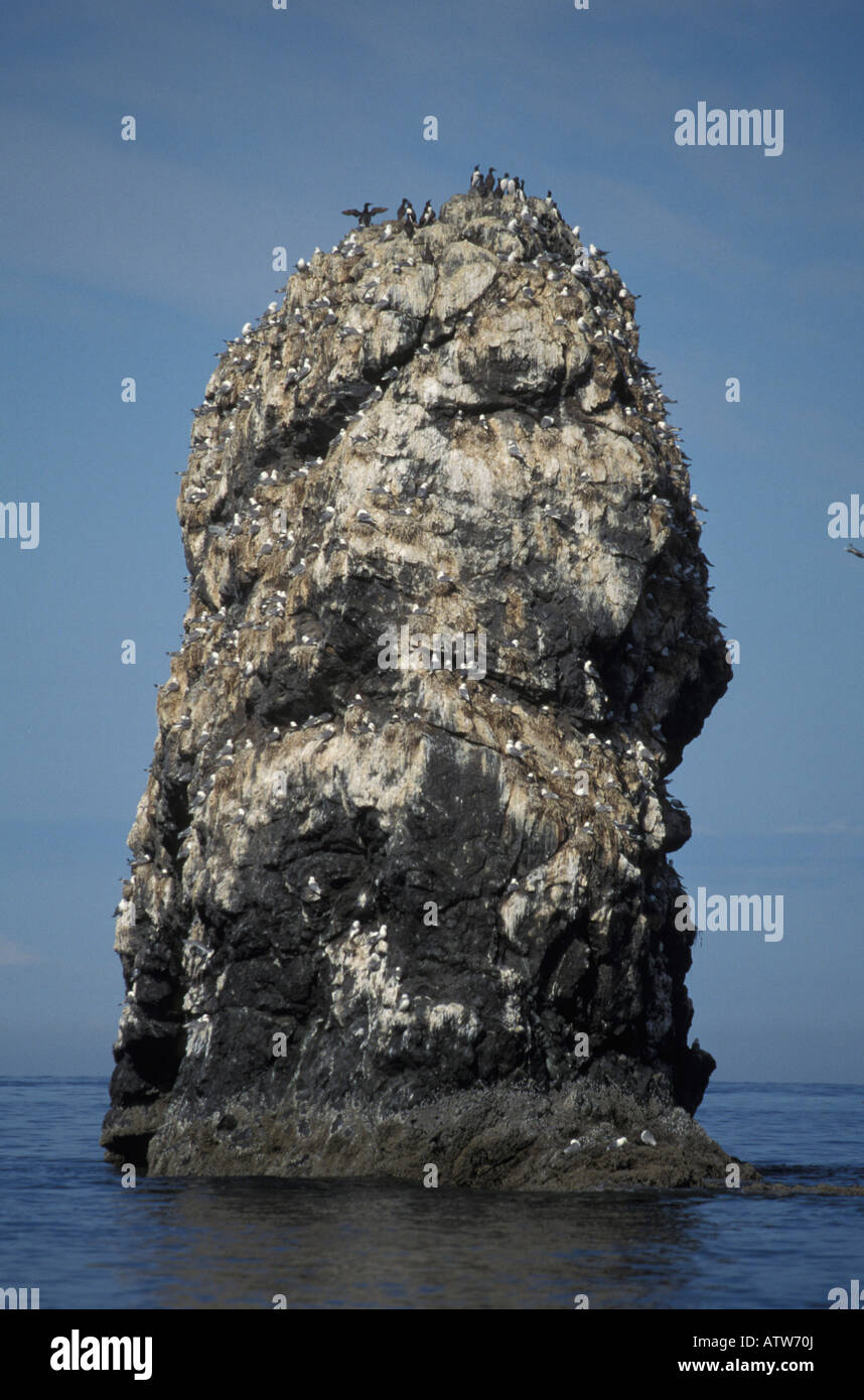 Seabird Nesting Colony, Common Murres, Black-legged Kittiwakes Stock ...