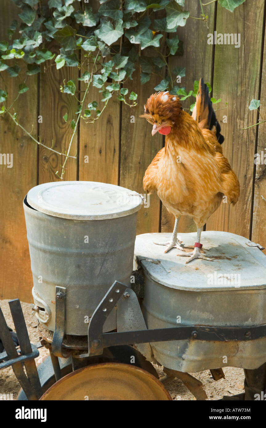 Rooster standing on seed planter in barnyard Stock Photo - Alamy