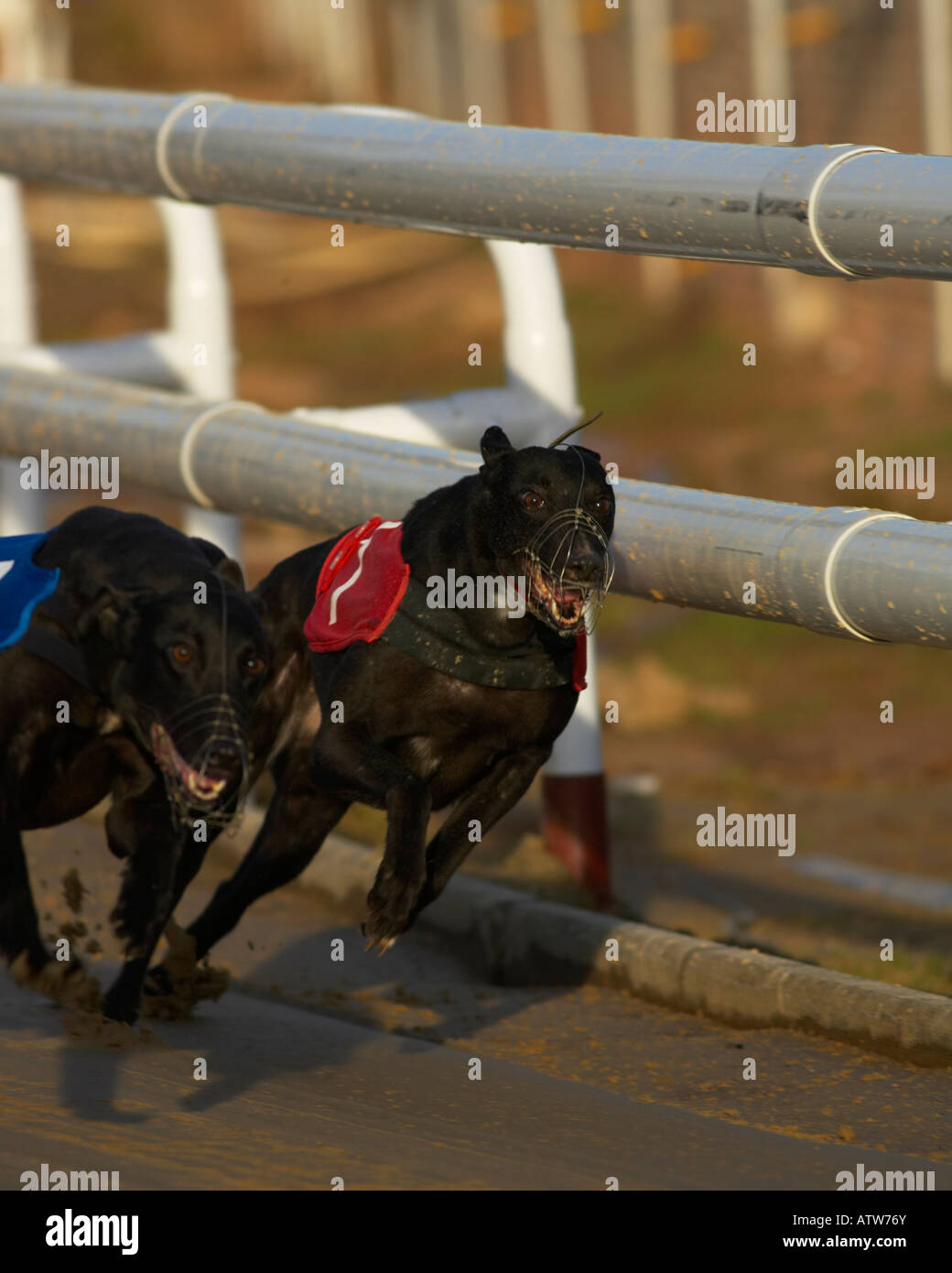 Greyhounds muzzle hi-res stock photography and images - Alamy