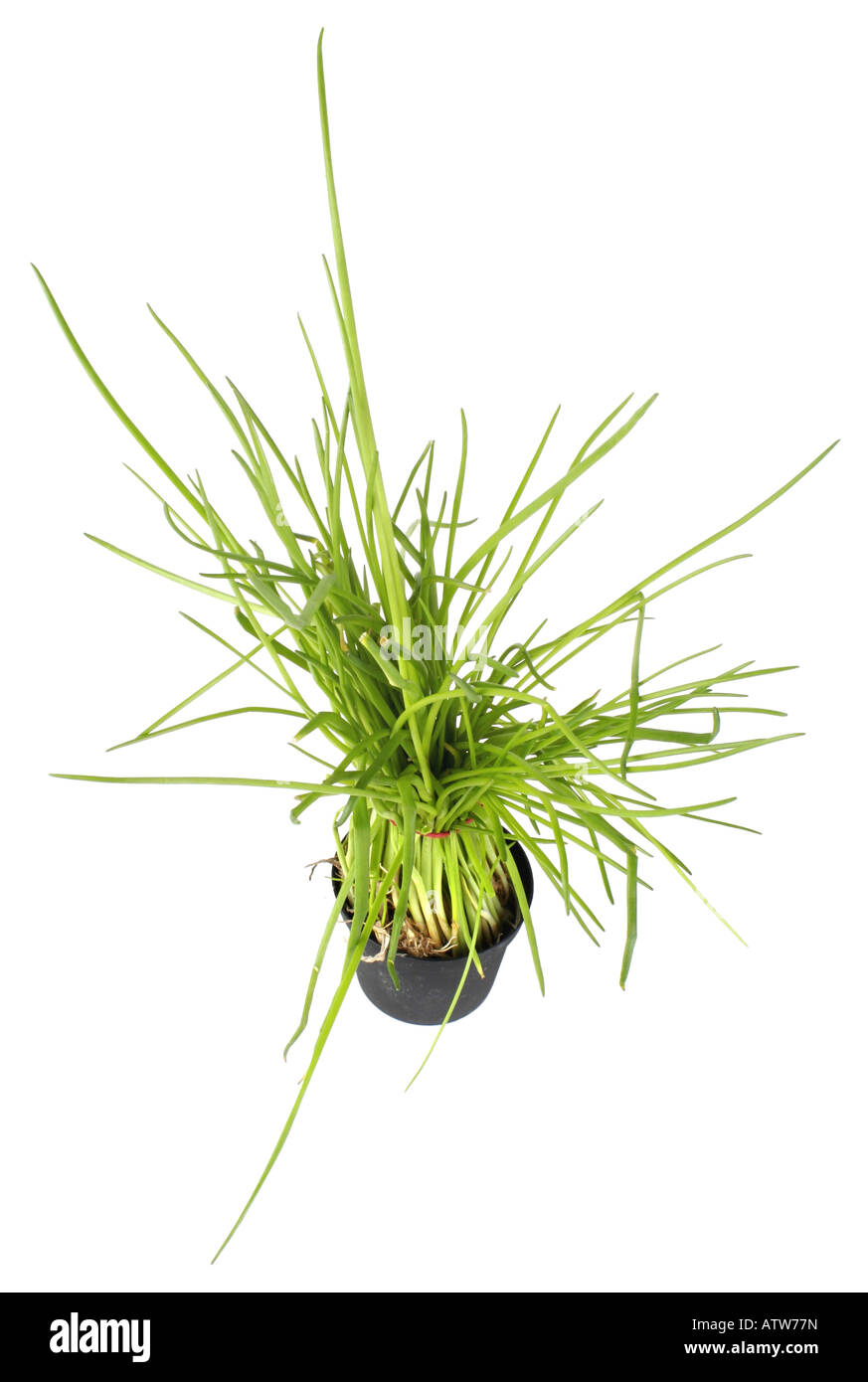 chives sand leek Allium schoenoprasum pot plant habit Stock Photo - Alamy