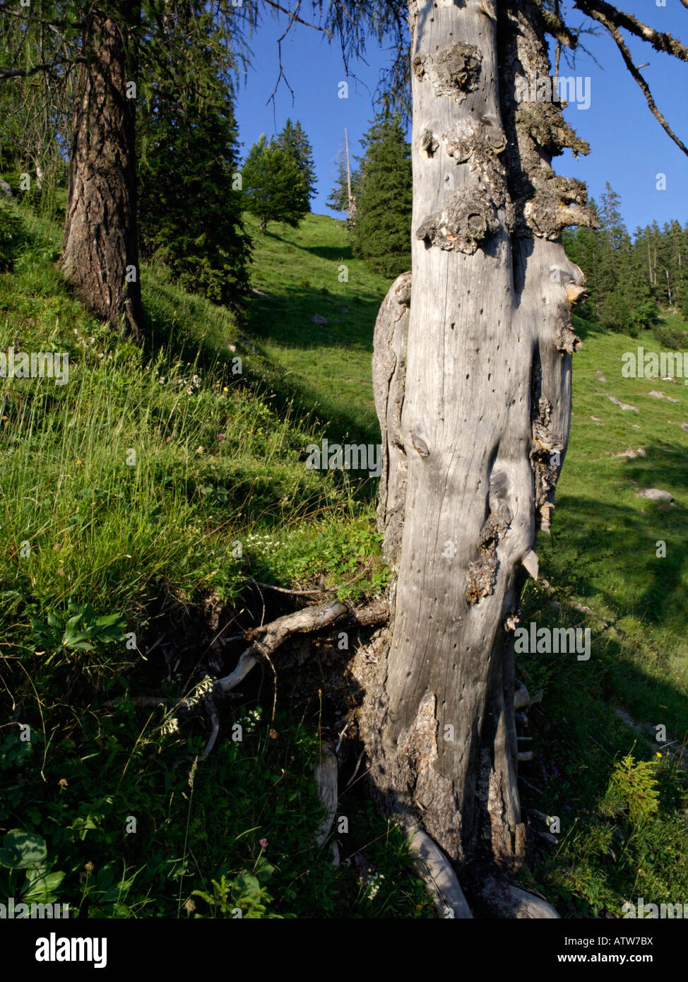 Common spruce (Picea abies), Kaisergebirge Nature Reserve, Austria ...