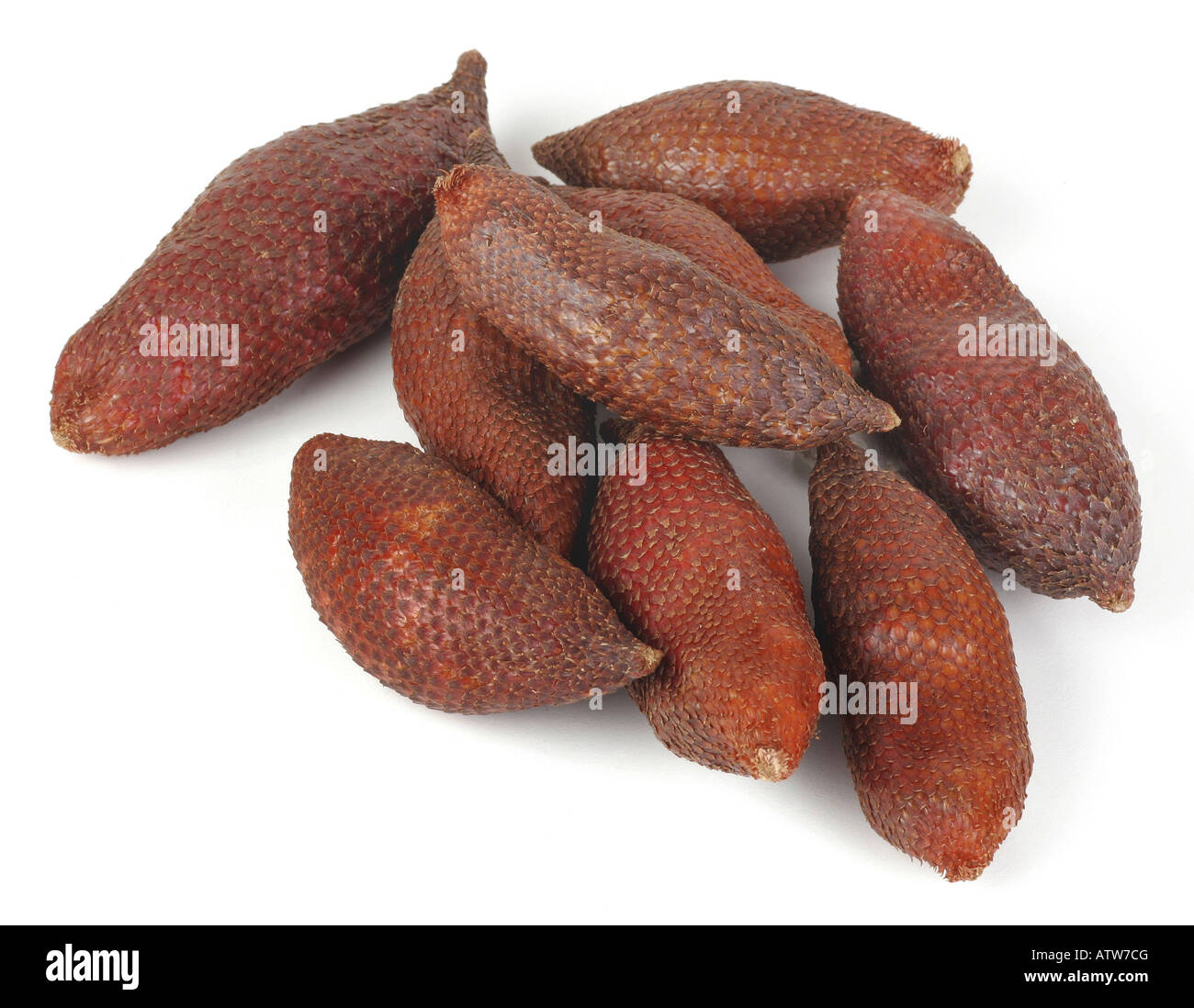 Snake palm Cut Out Stock Images & Pictures - Alamy