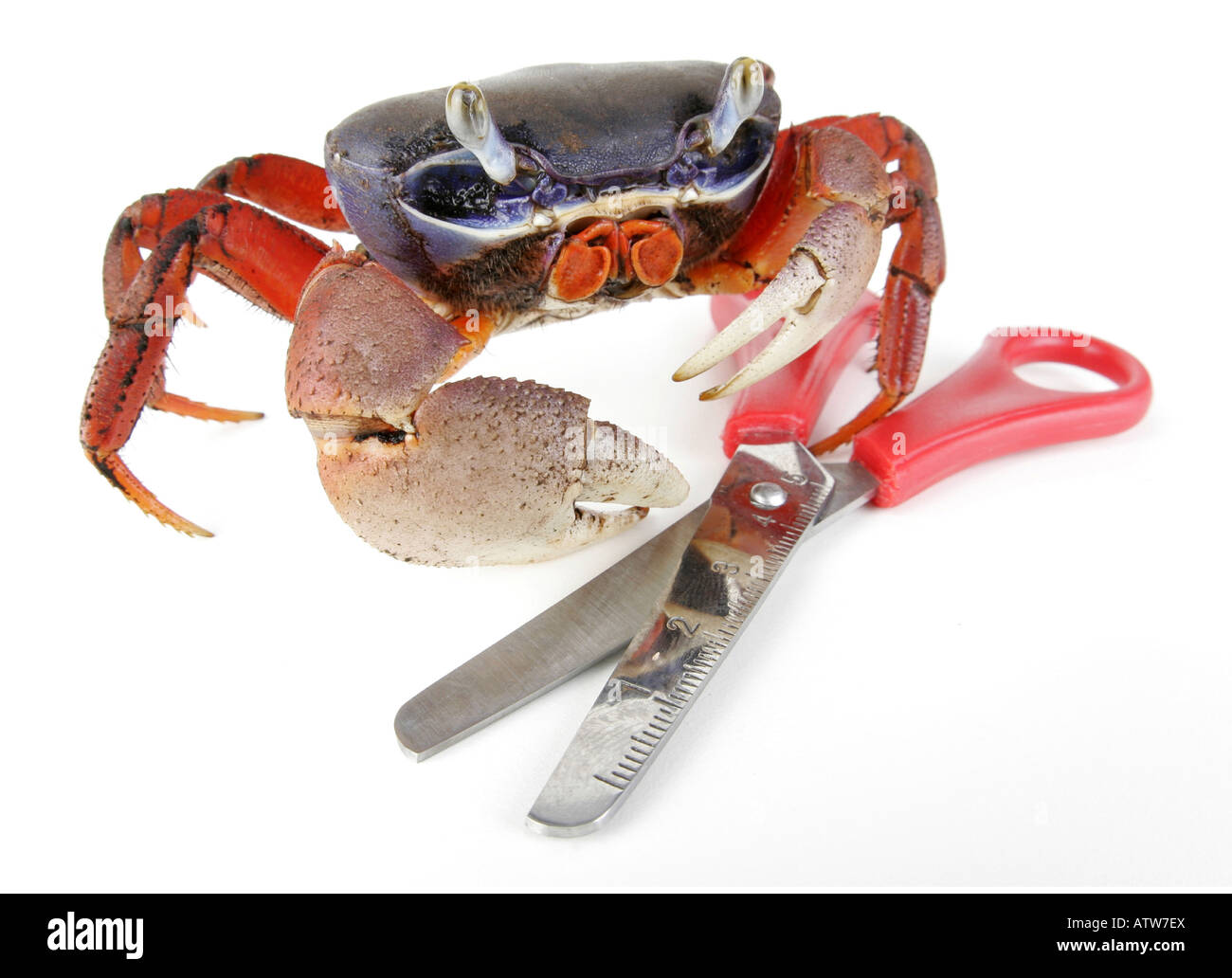 rainbow crab West African rainbow crab Cardisoma armatum with scissor ...