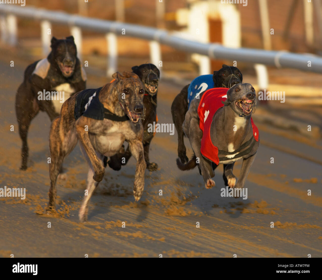 Greyhounds racing hi-res stock photography and images - Alamy