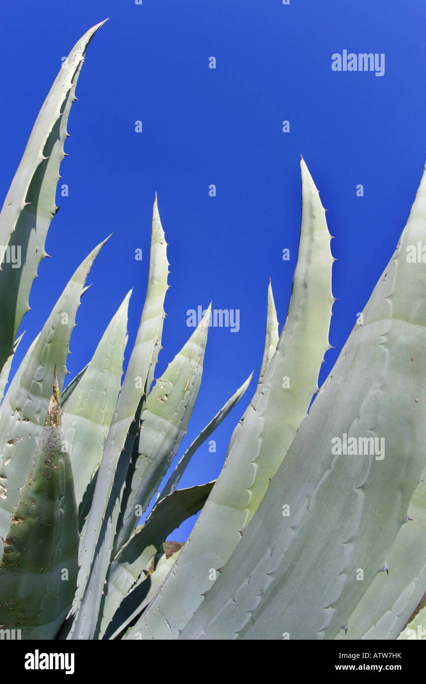 agave Agave spec Centralamerican agave specie introduced on the Canary ...
