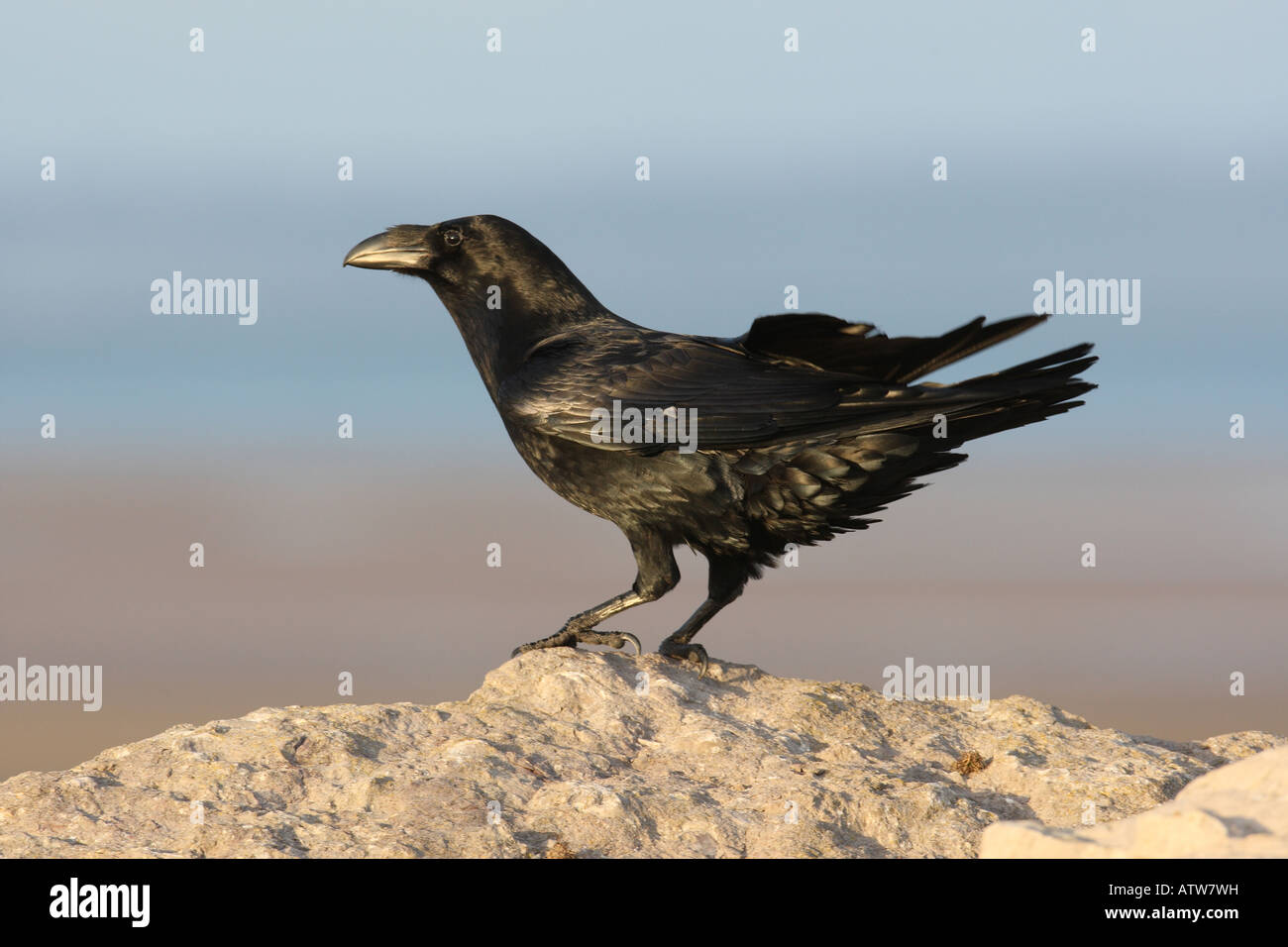 RAVEN CORVUS CORAX FEMALE STANDING ON ROCK SIDE VIEW Stock Photo - Alamy