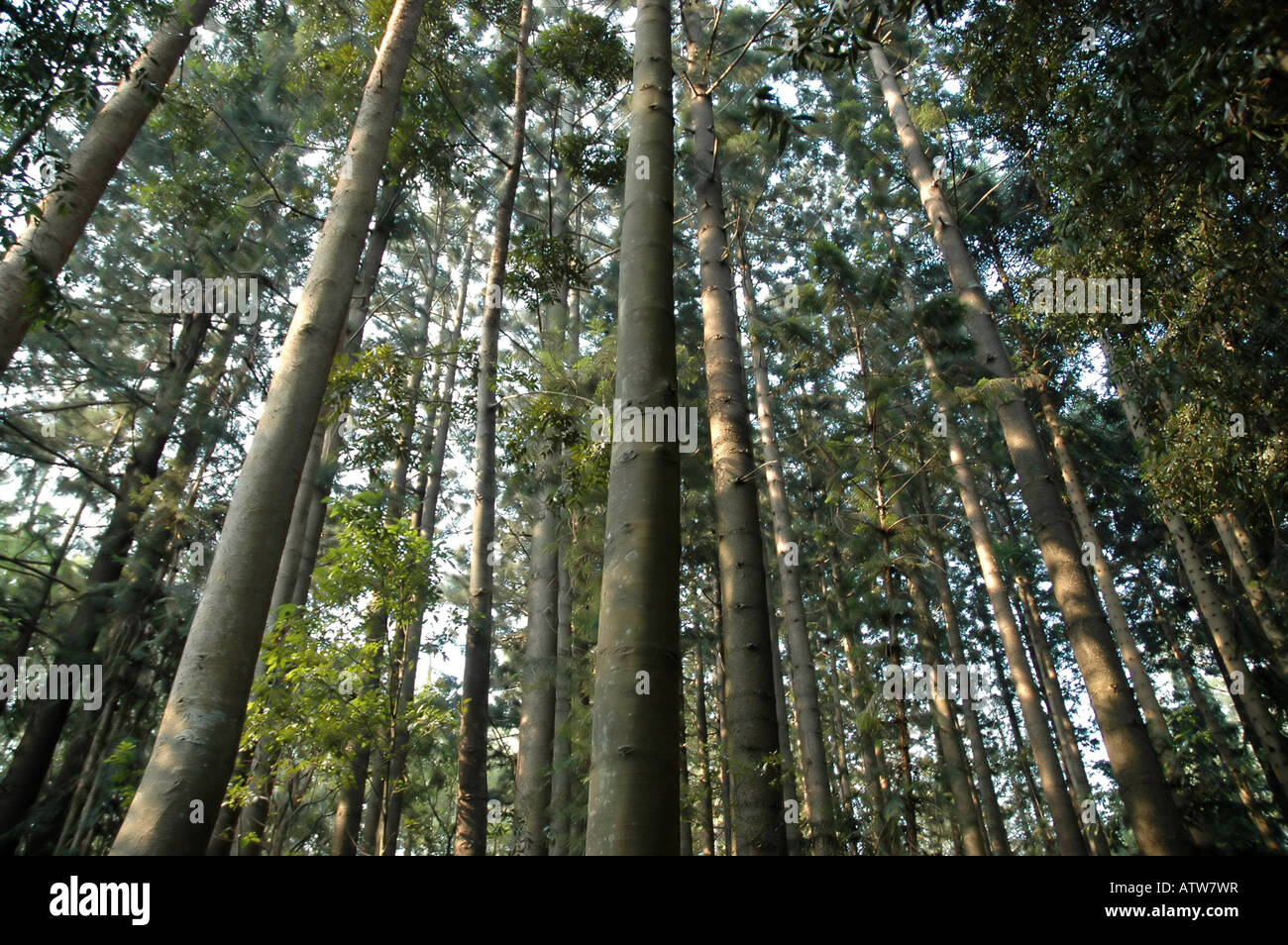 bunya pine tree Stock Photo - Alamy
