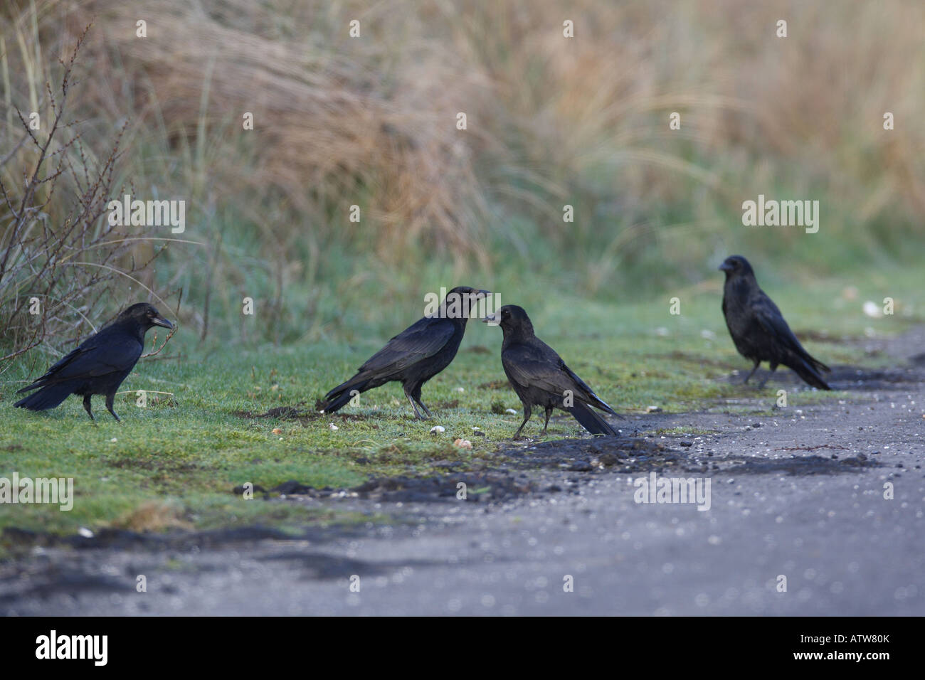 Crow road hi-res stock photography and images - Alamy