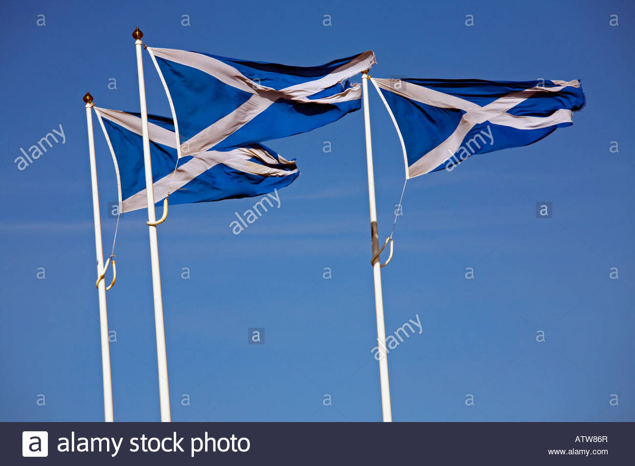 Three Scottish Saltire flags blowing in the breeze Stock Photo - Alamy