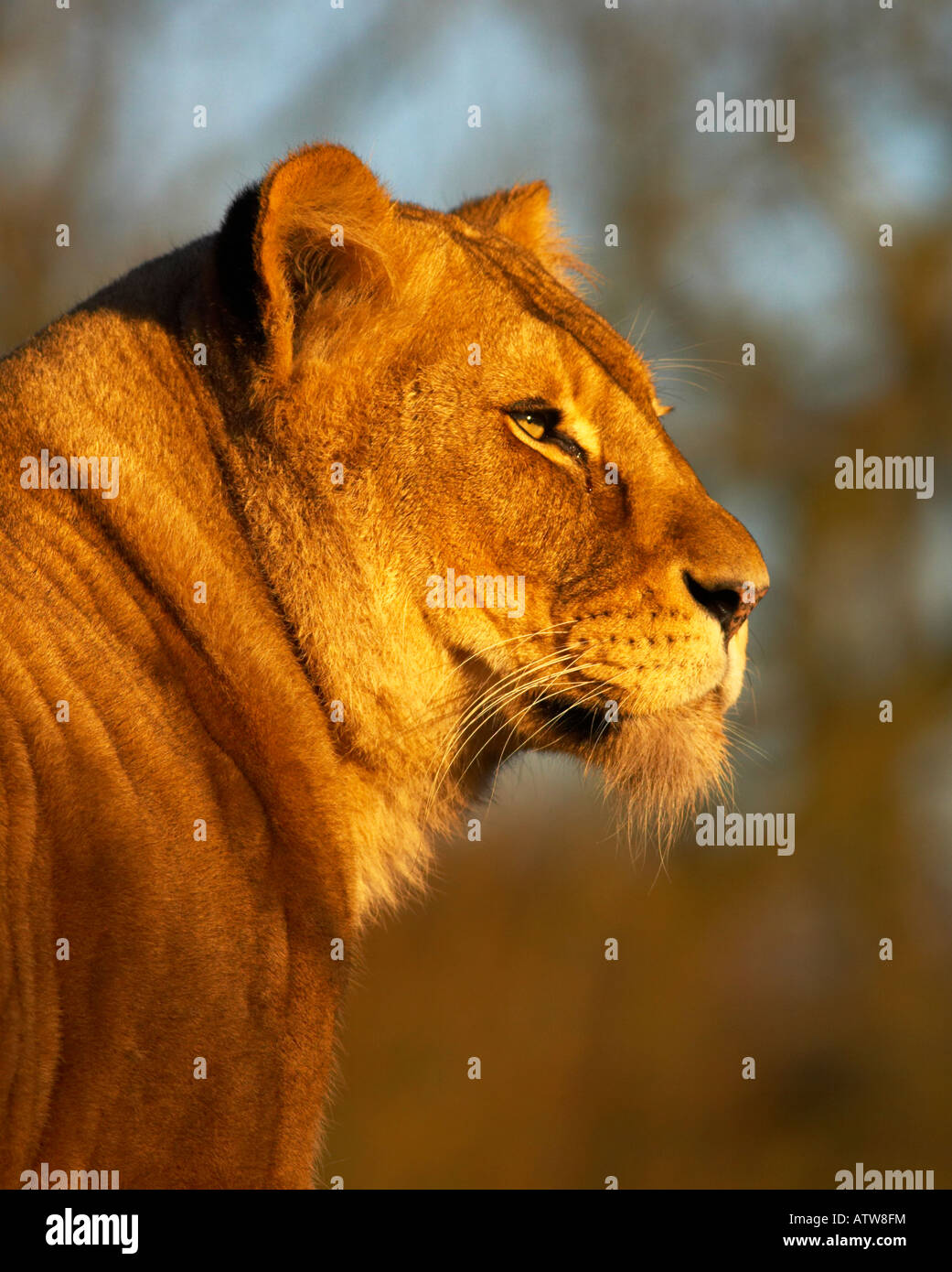 Rare lioness hi-res stock photography and images - Alamy