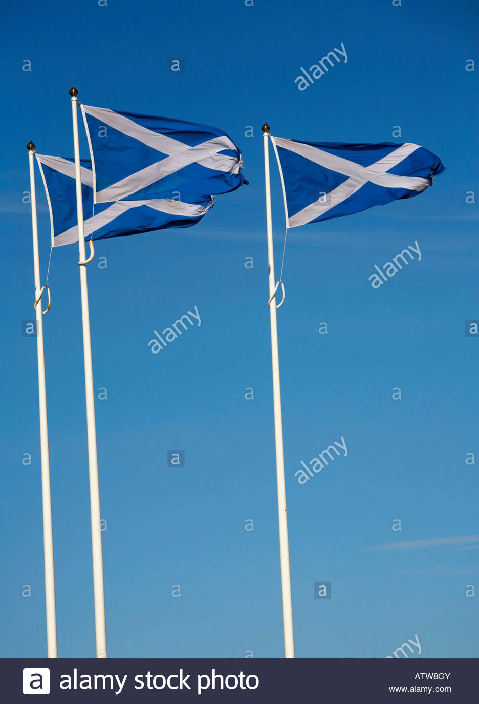 Three Scottish Saltire flags blowing in the breeze Stock Photo - Alamy