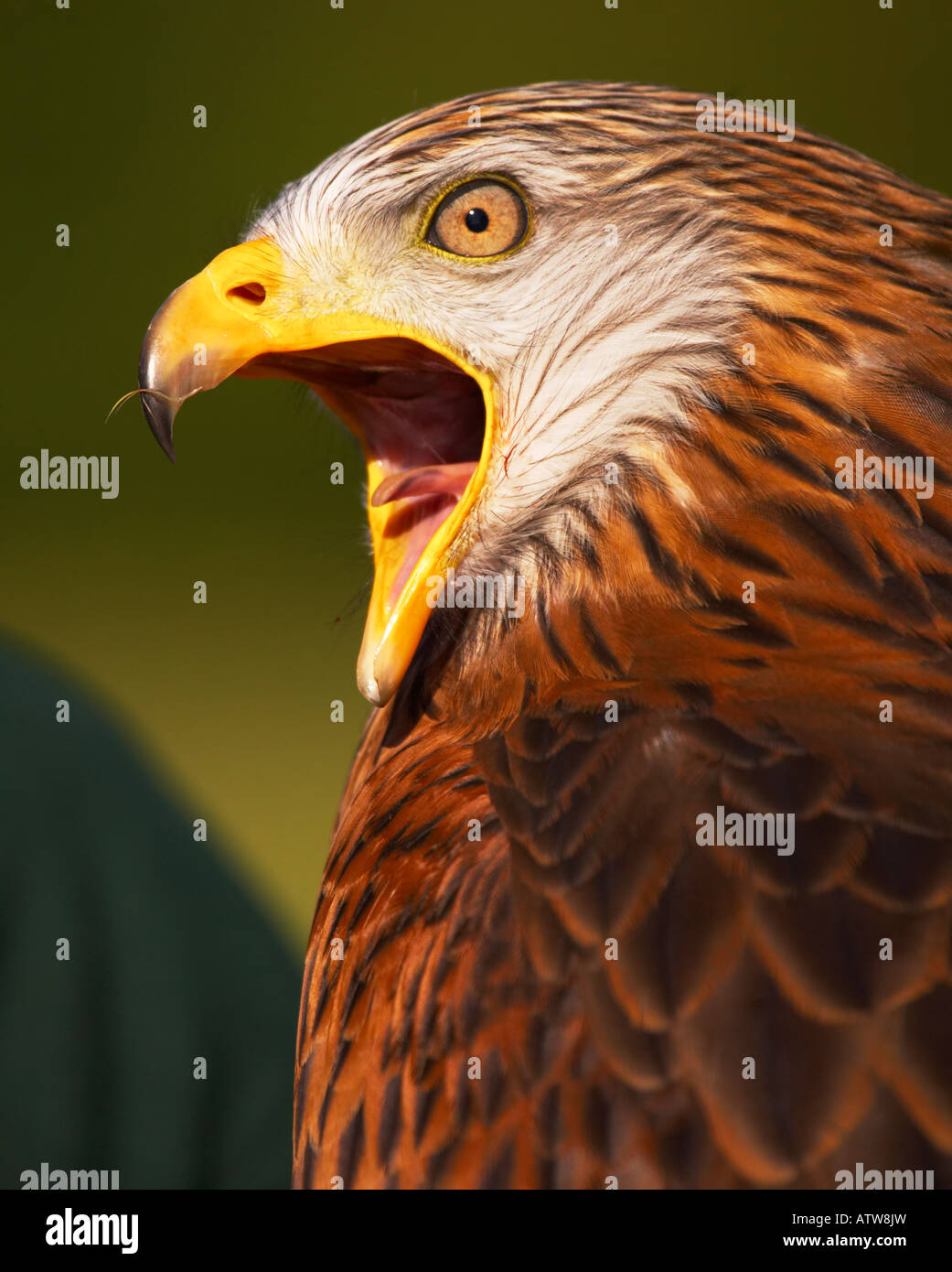 Kite handler hi-res stock photography and images - Alamy