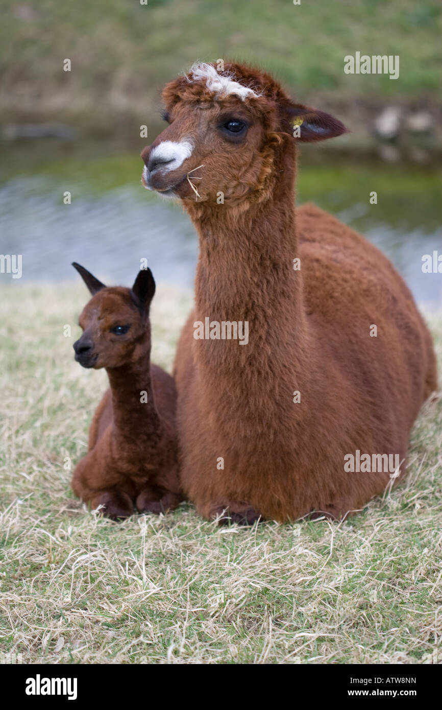 Brown alpaca and young cria sitting Cotswolds UK Stock Photo - Alamy