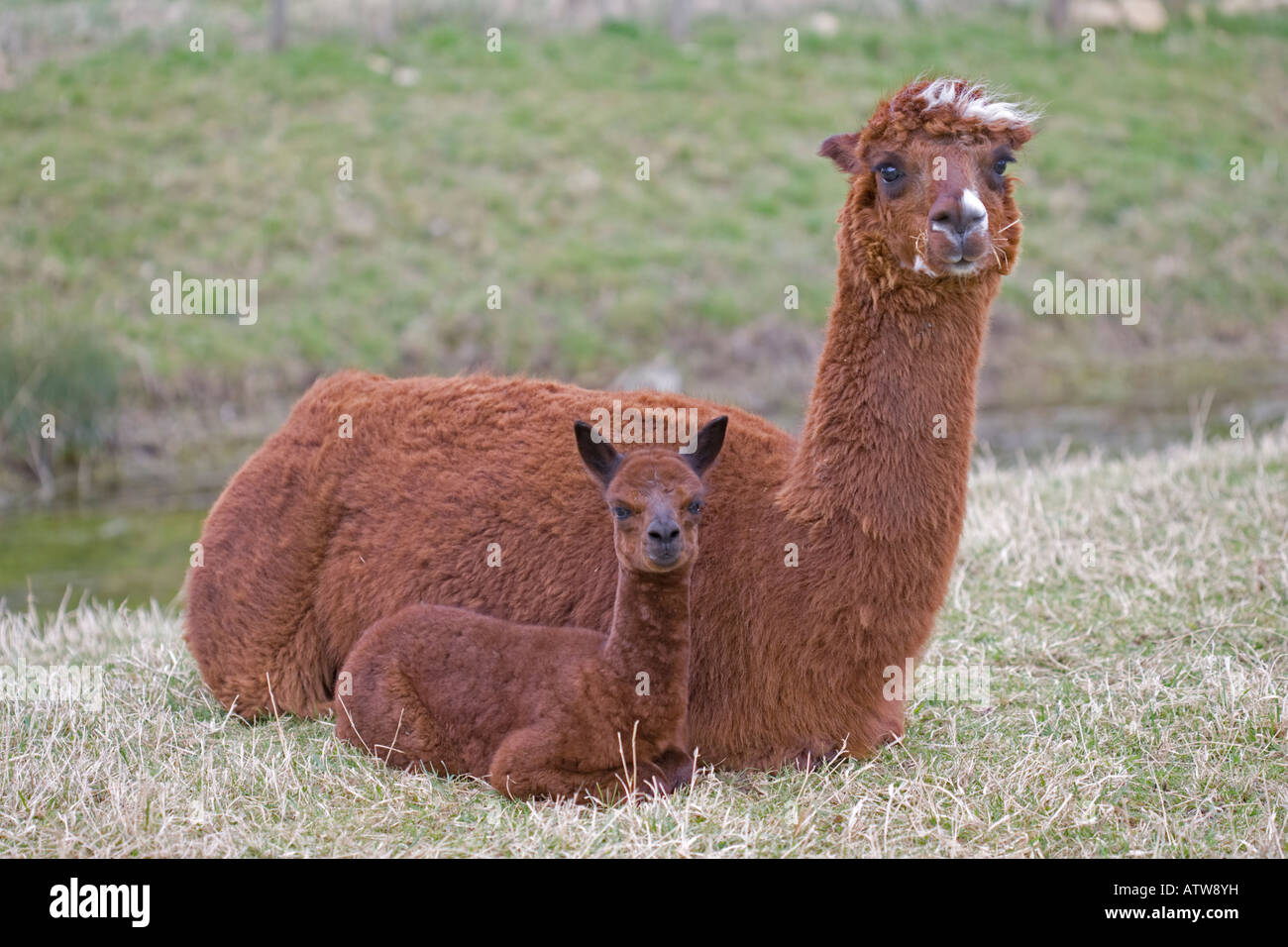 Alpaca cria hi-res stock photography and images - Alamy