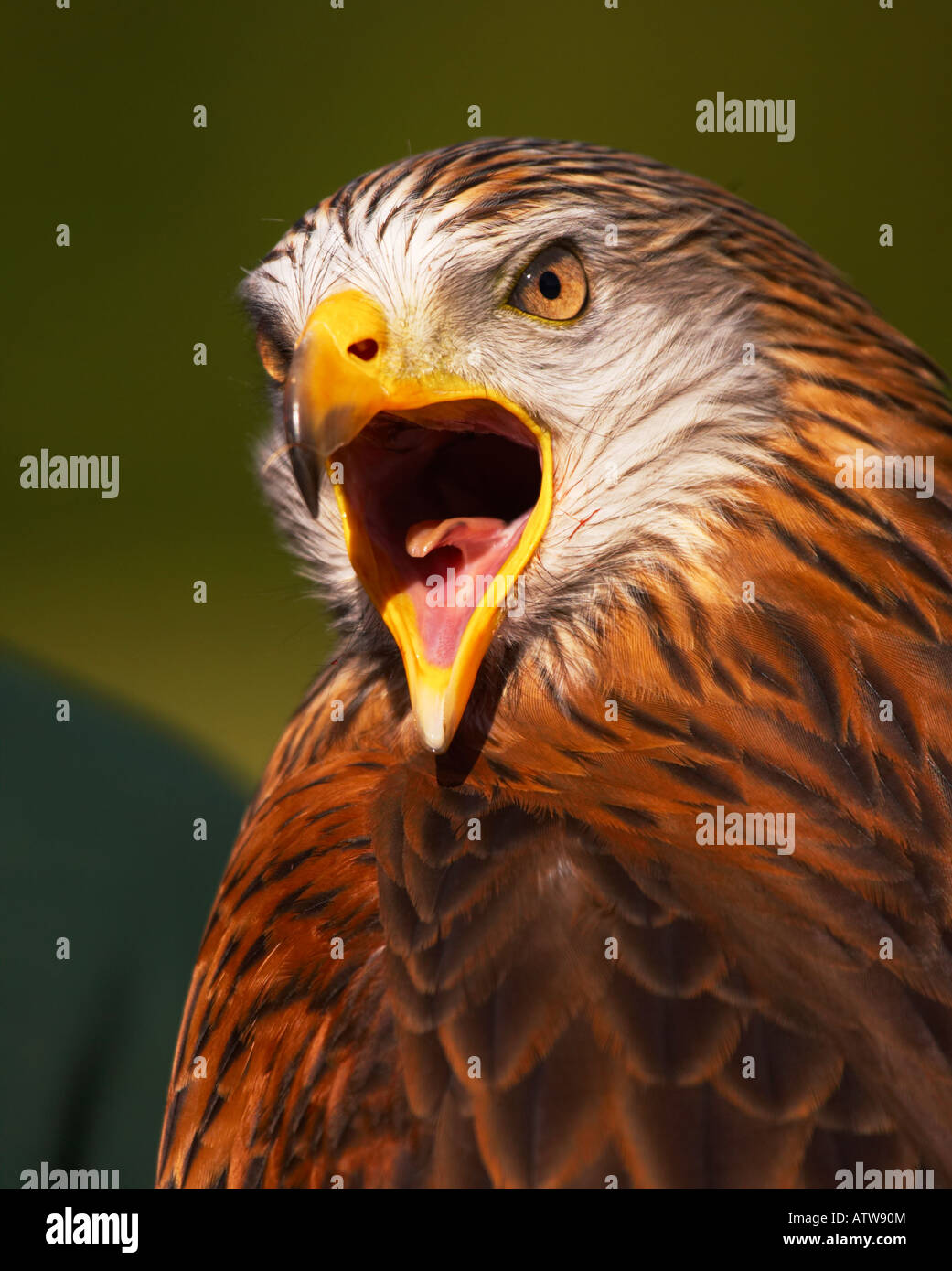 Red kite portrait Stock Photo - Alamy