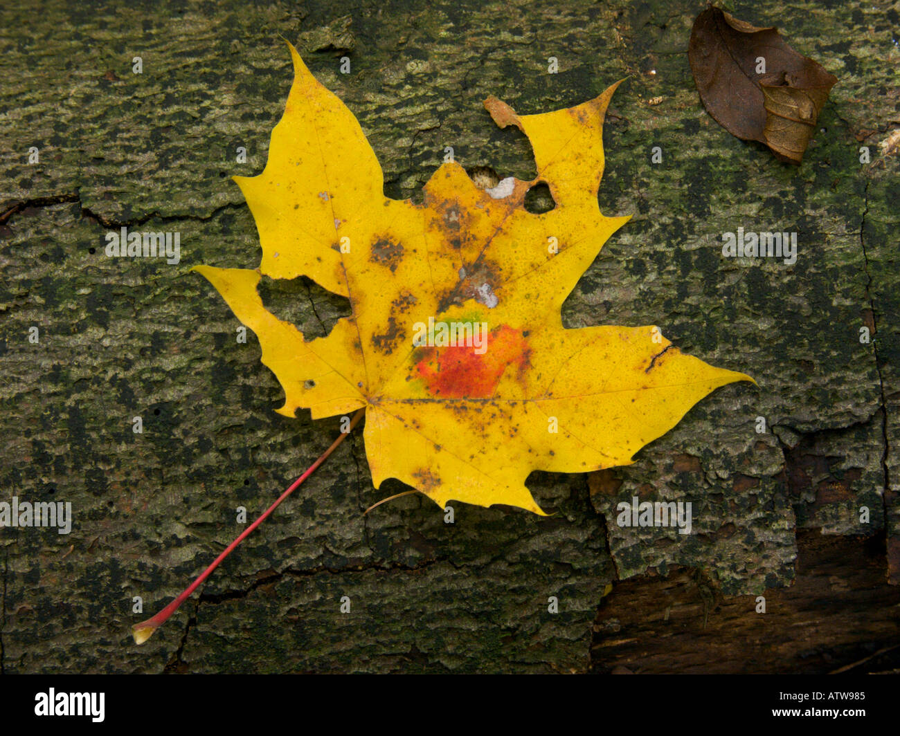Maple forrest hi-res stock photography and images - Alamy