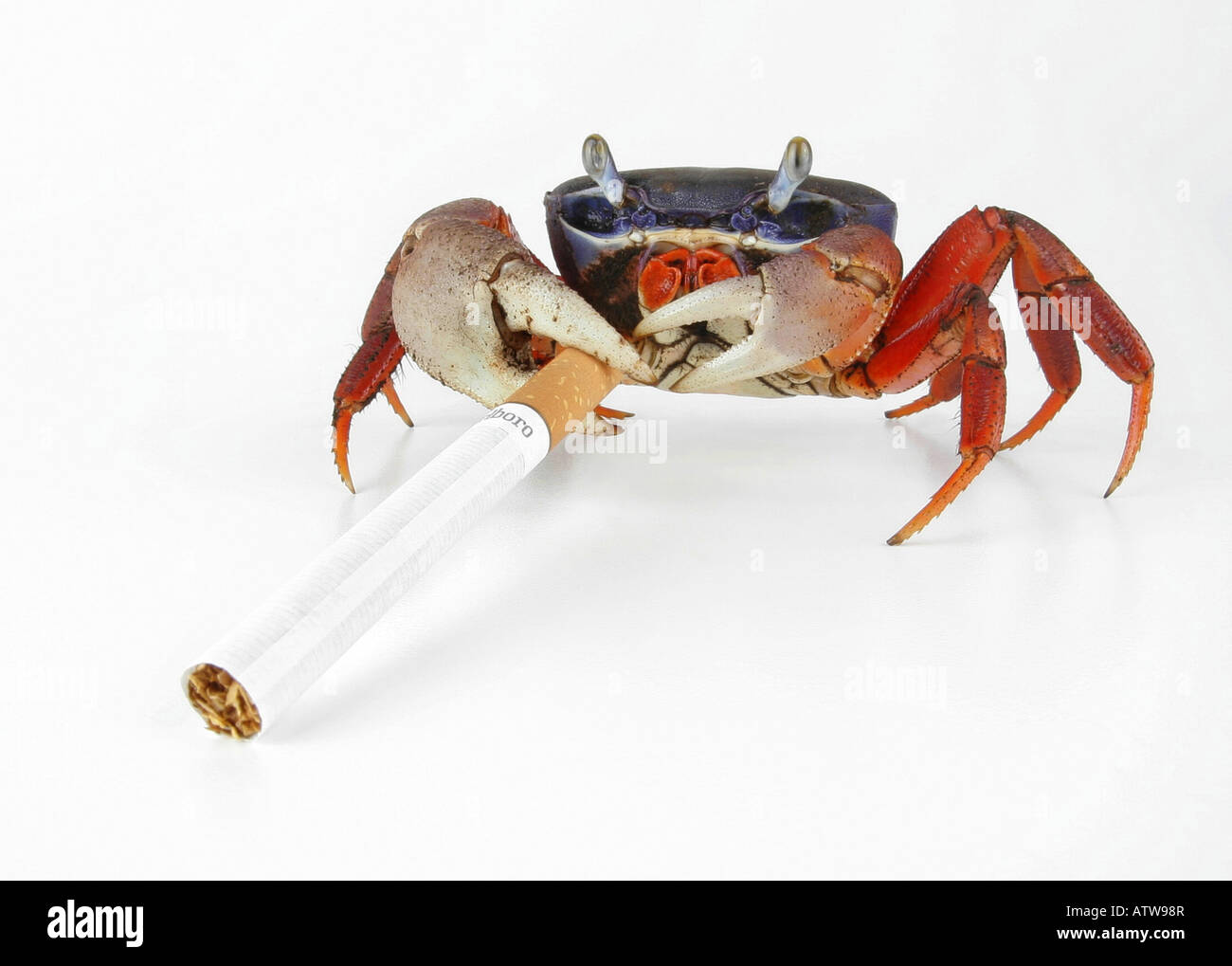 rainbow crab West African rainbow crab Cardisoma armatum with cigarette ...