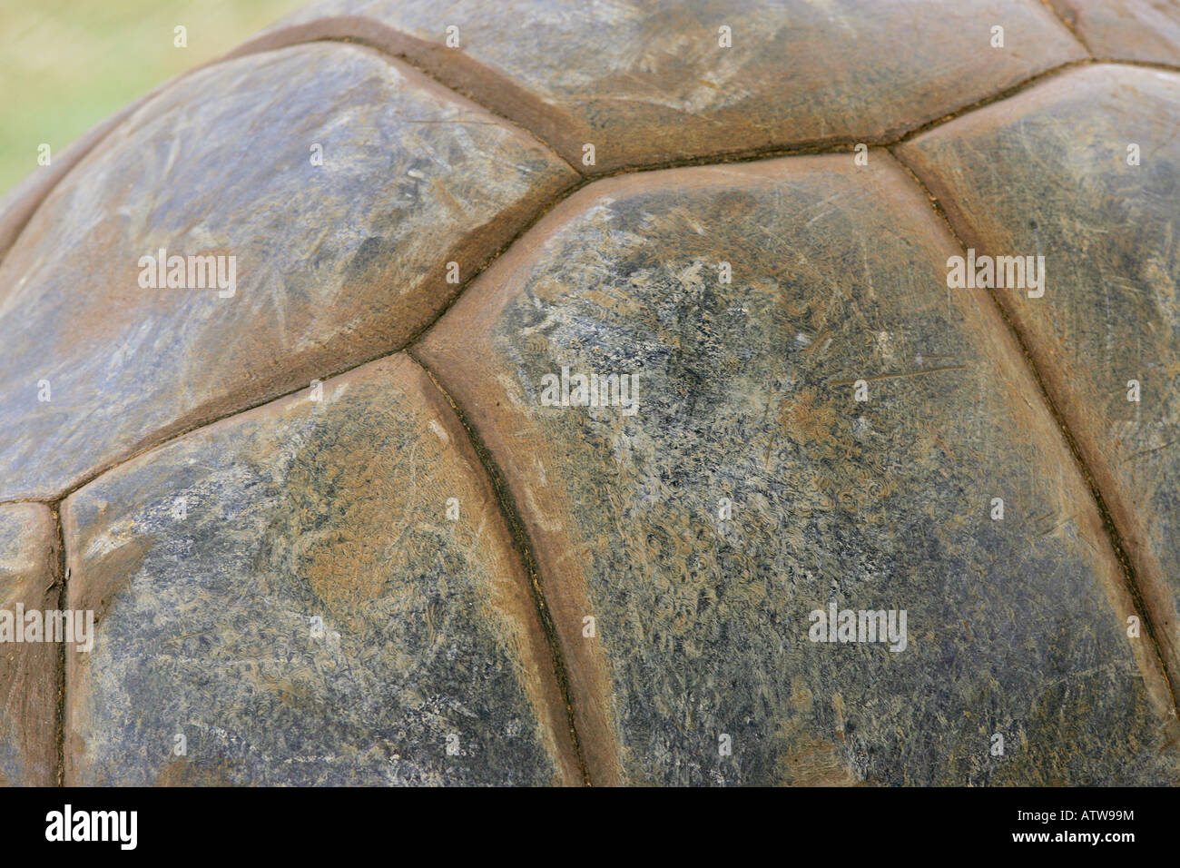 Giant Tortoise, Sir Seewoosagur Ramgoolam Botanical Gardens ...