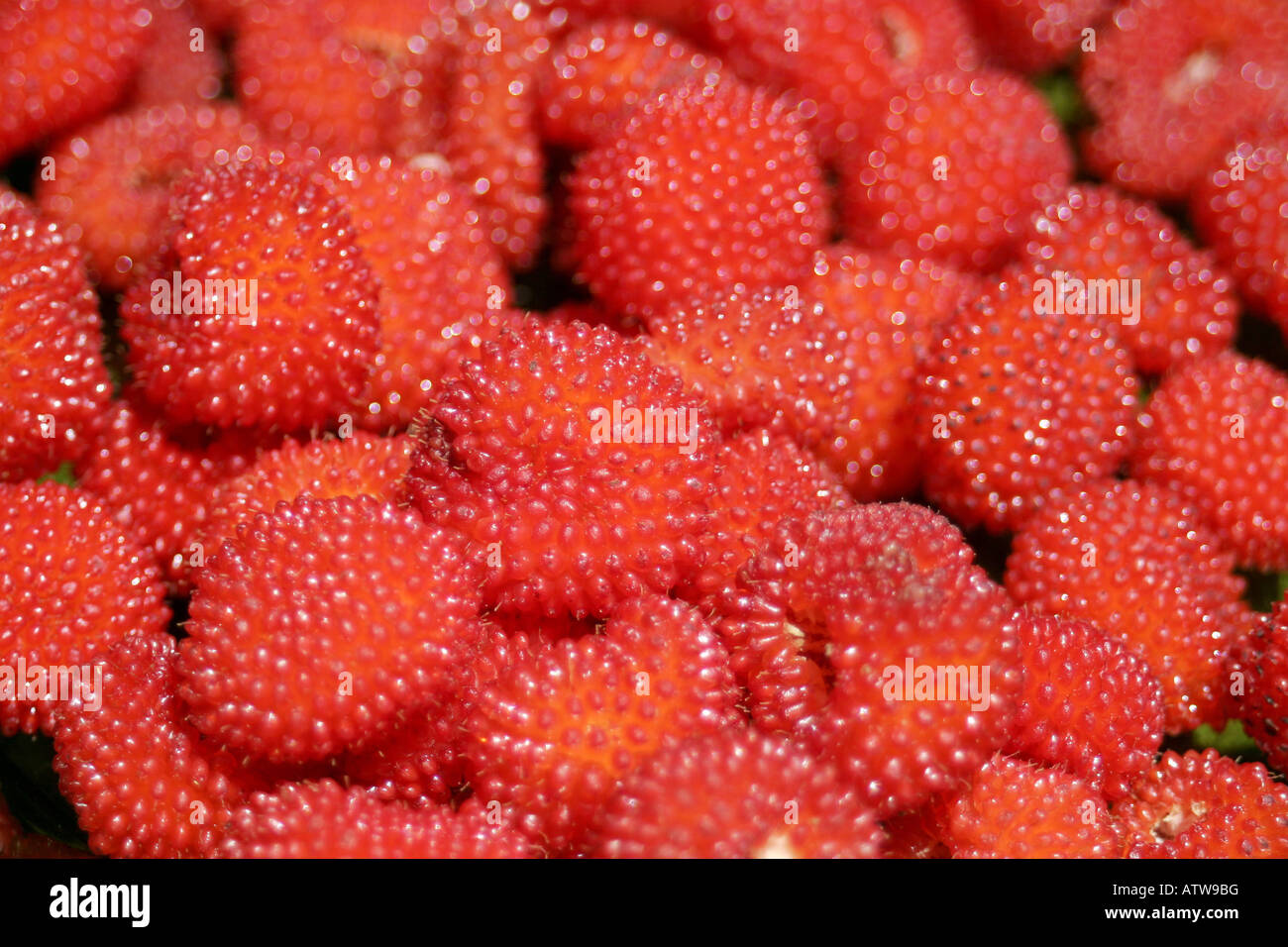 tropical raspberries Spain Canary Islands La Gomera Stock Photo - Alamy