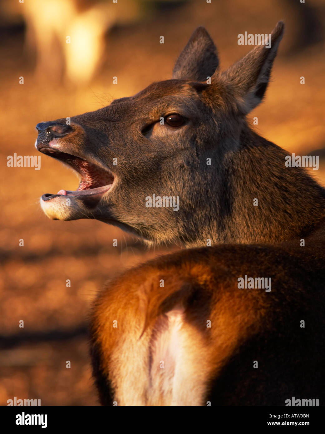 Red deer portrait Stock Photo - Alamy