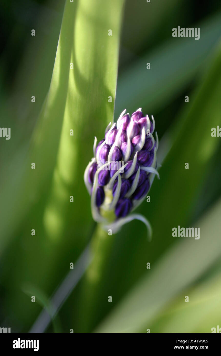 Lavender in bud hi-res stock photography and images - Alamy
