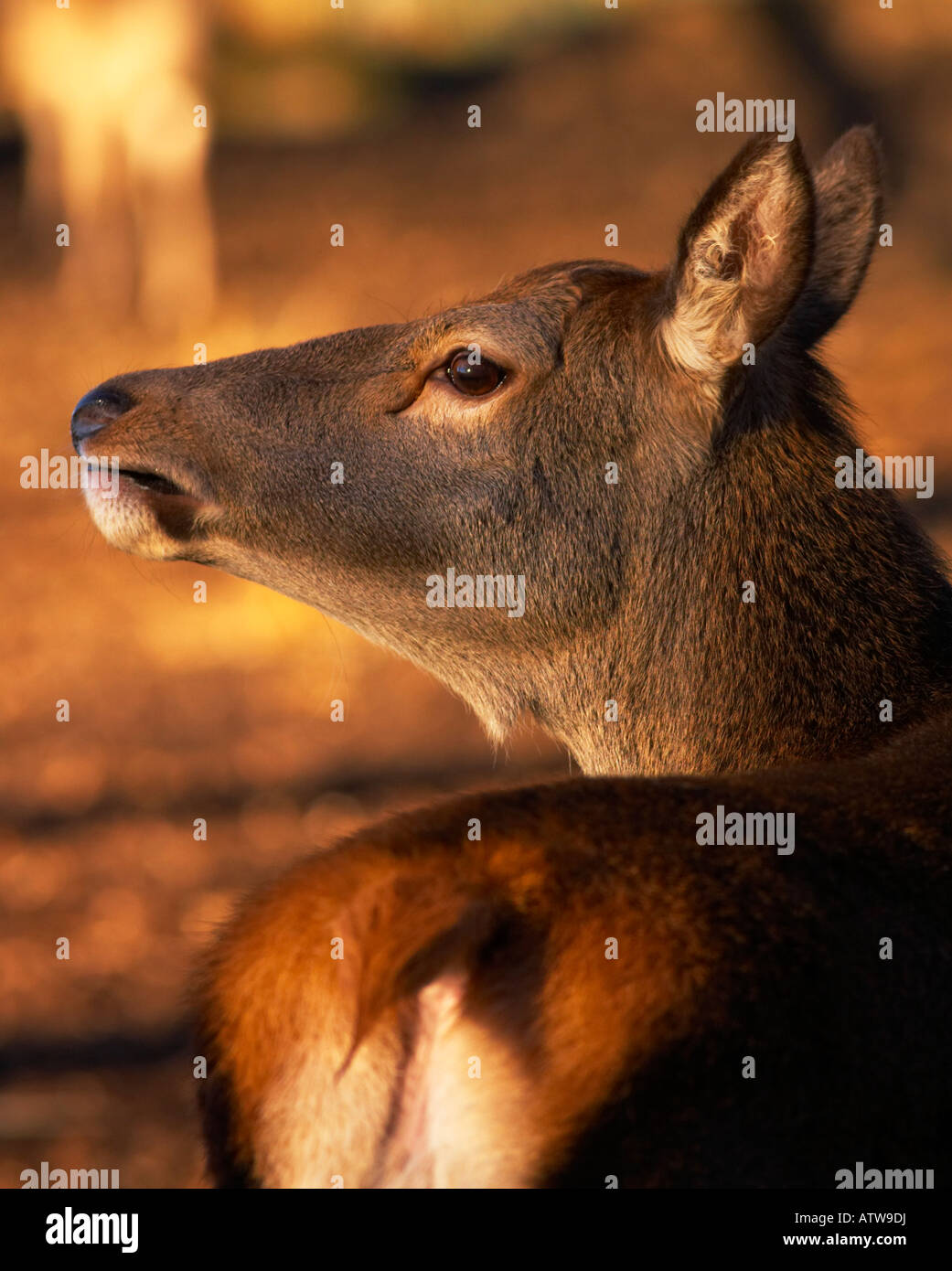 Red deer portrait Stock Photo - Alamy