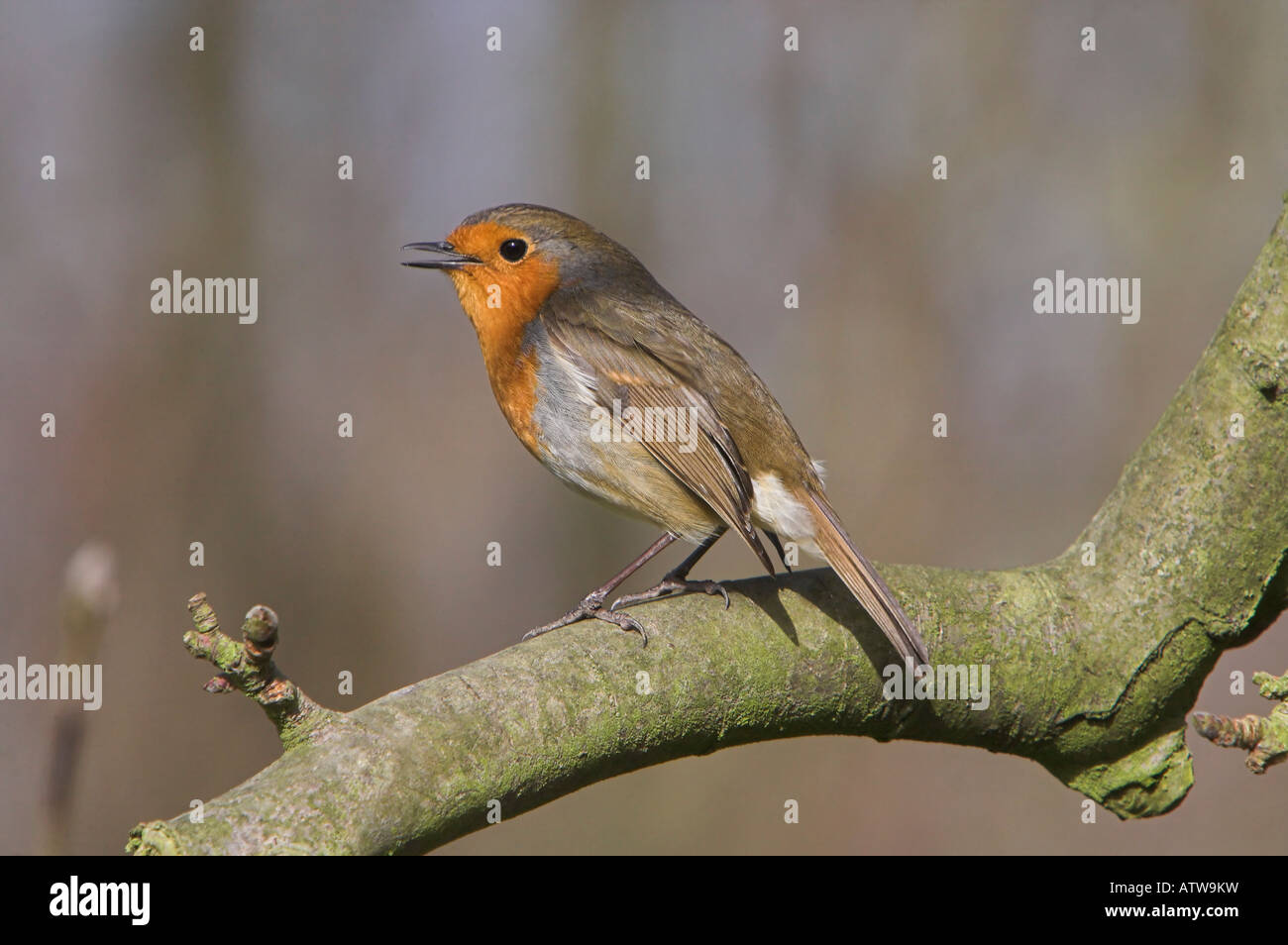 English robin hi-res stock photography and images - Alamy