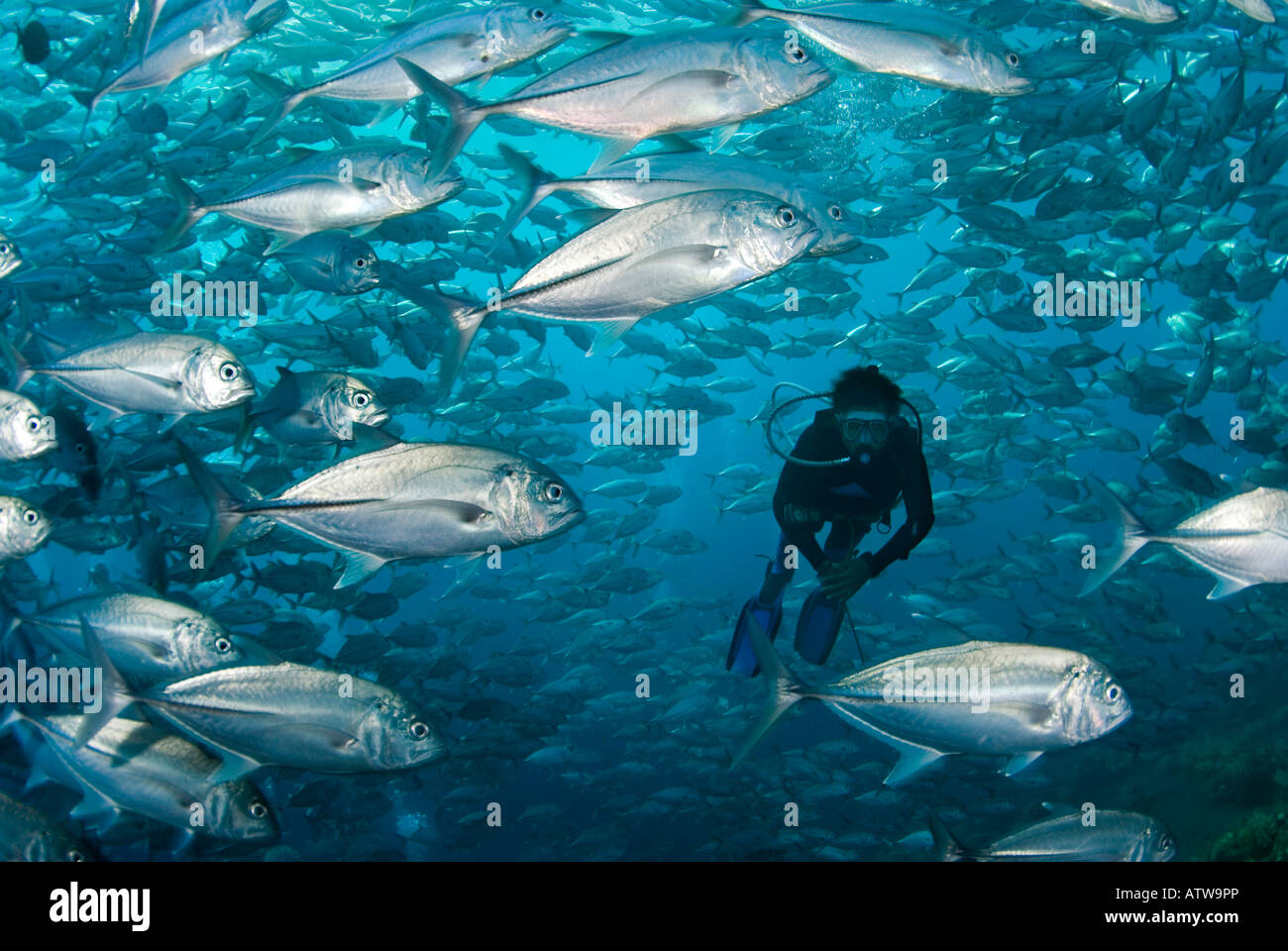 Jack fish swirling around scubadiver, Tulamben, Bali, Indian Ocean ...
