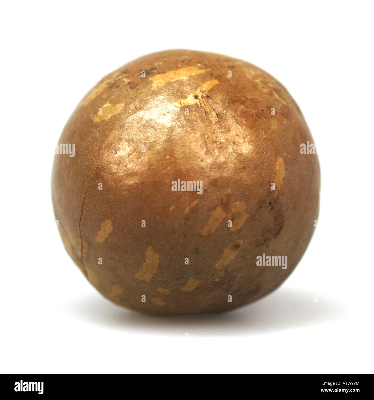 Macadamia Macadamia ternifolia single nut Stock Photo - Alamy
