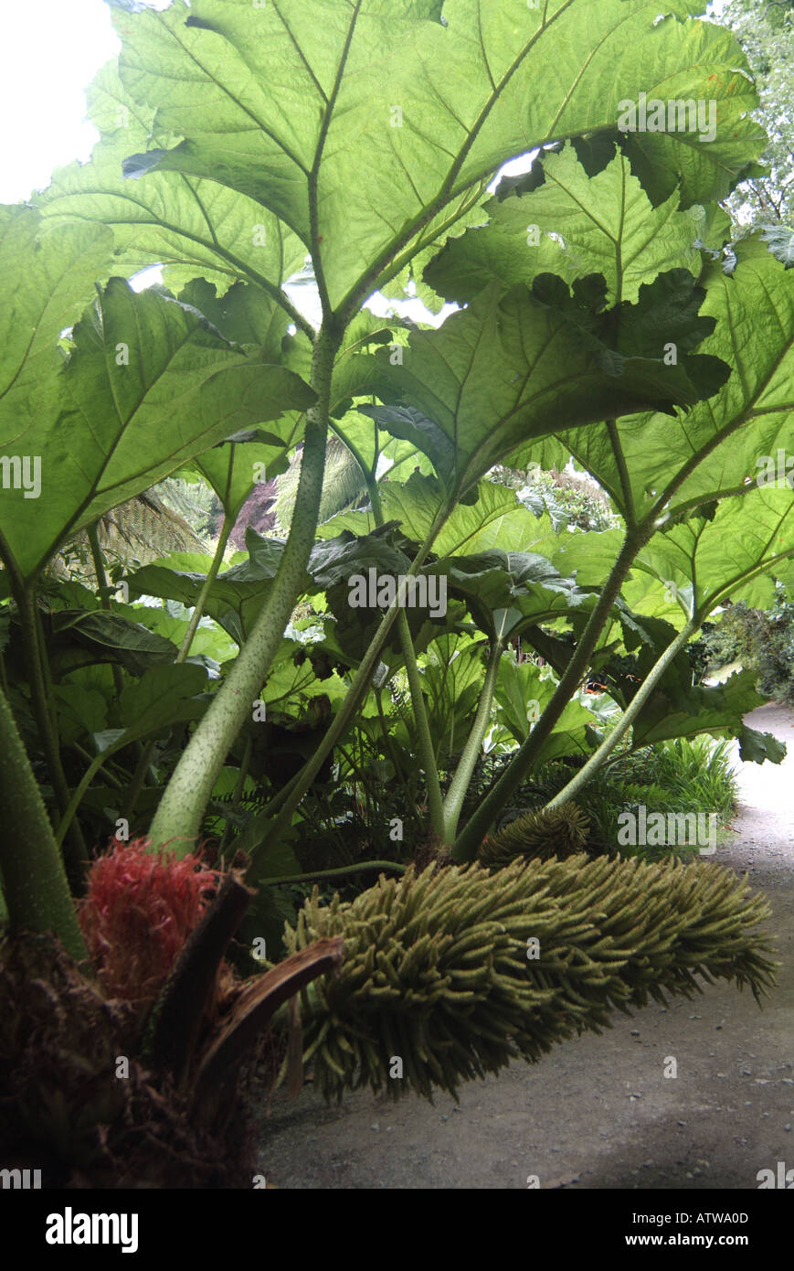 Gunnera Manicata at Trebah Gardens Stock Photo - Alamy