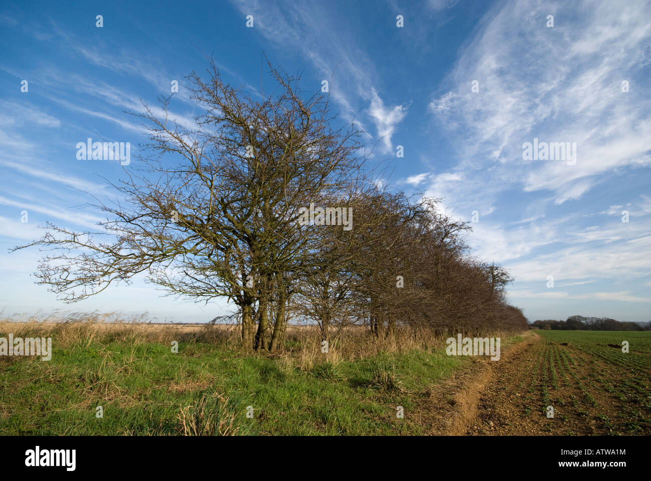 Hedgerow hedge hi-res stock photography and images - Alamy