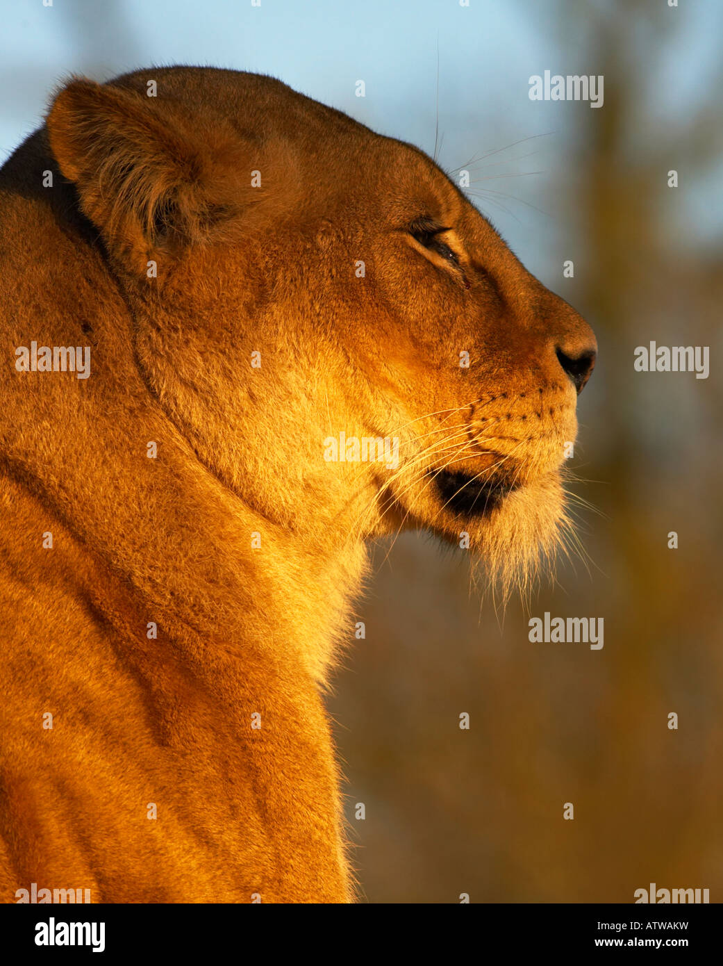 Rare lioness hi-res stock photography and images - Alamy