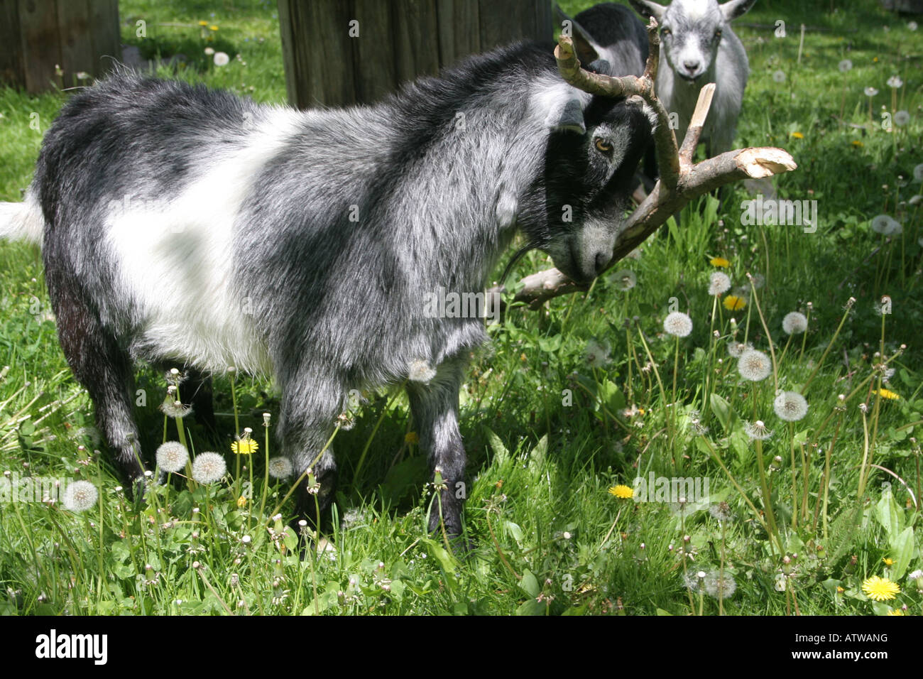 Many small goats in zoo hi-res stock photography and images - Alamy