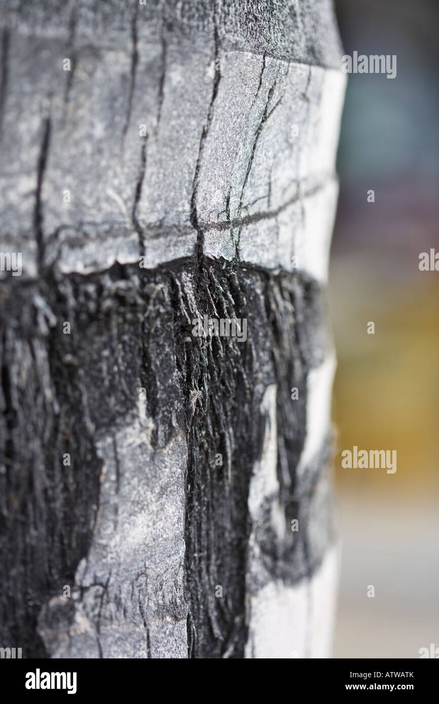 Palm tree colour hi-res stock photography and images - Alamy