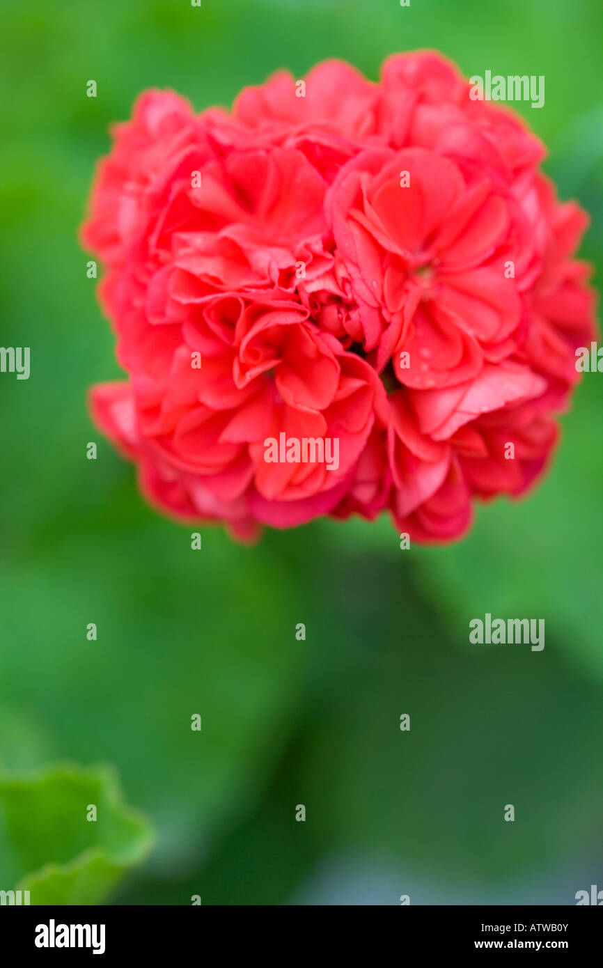 Geranium hi-res stock photography and images - Alamy