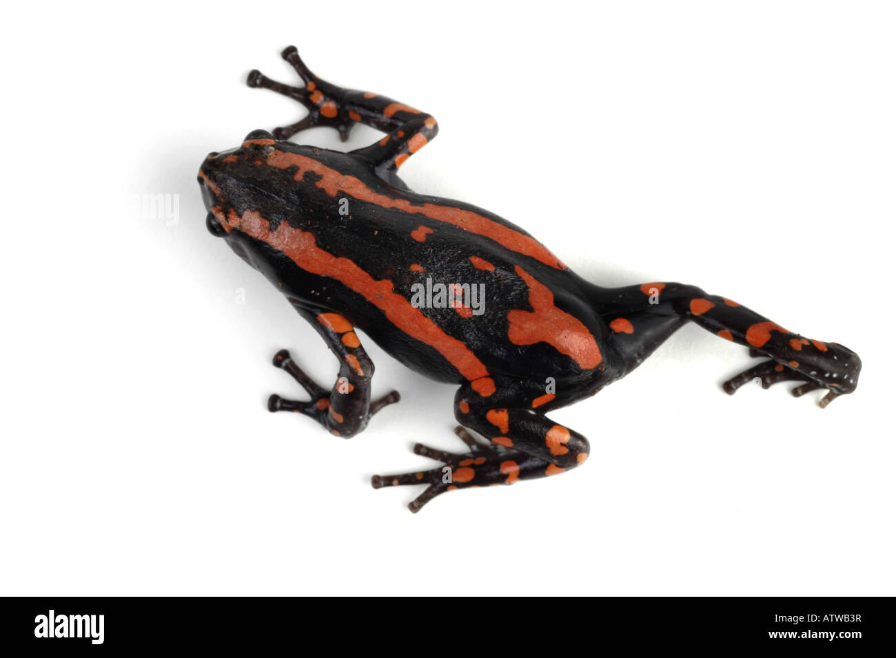 South African snake-neck frog South African snake neck frog ...