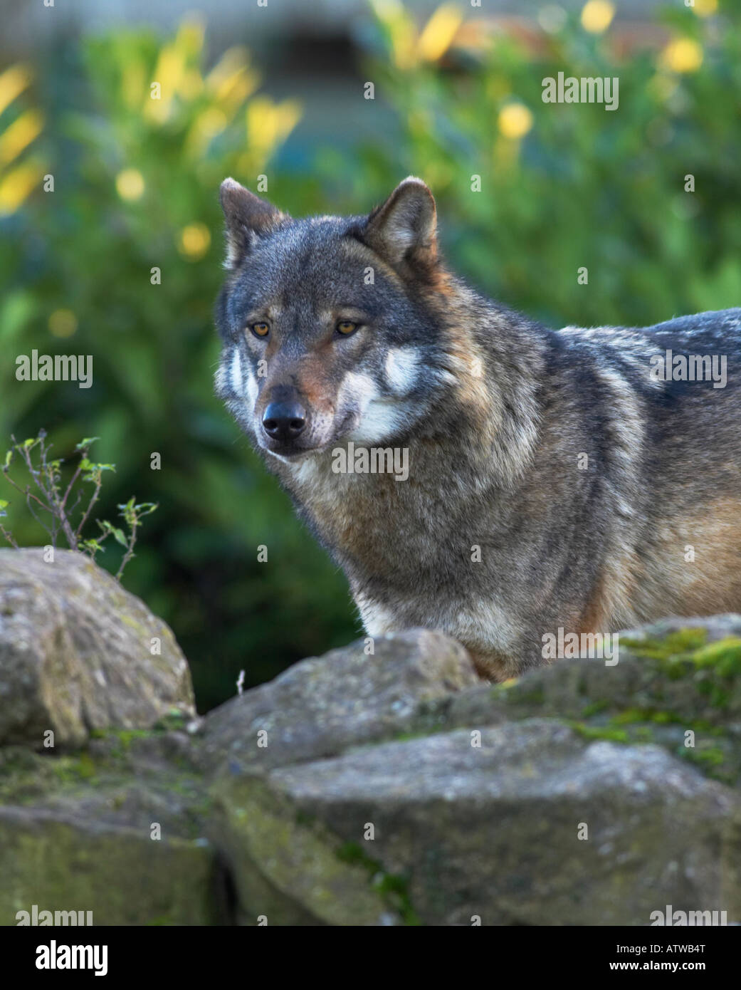 Wolf amongst rocks Stock Photo - Alamy
