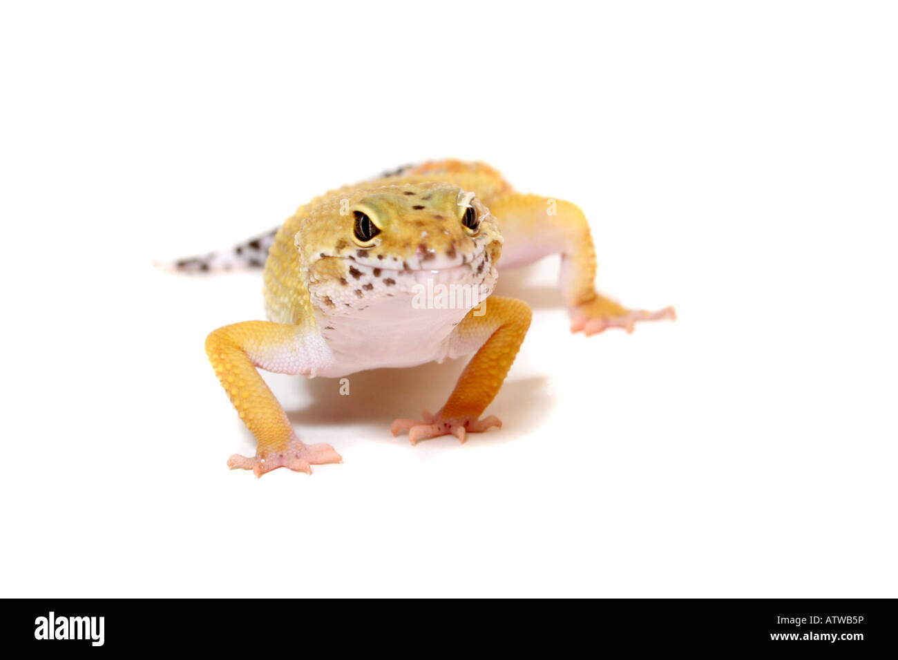 A studio shot of a yellow Leopard Gecko Lizard Stock Photo - Alamy