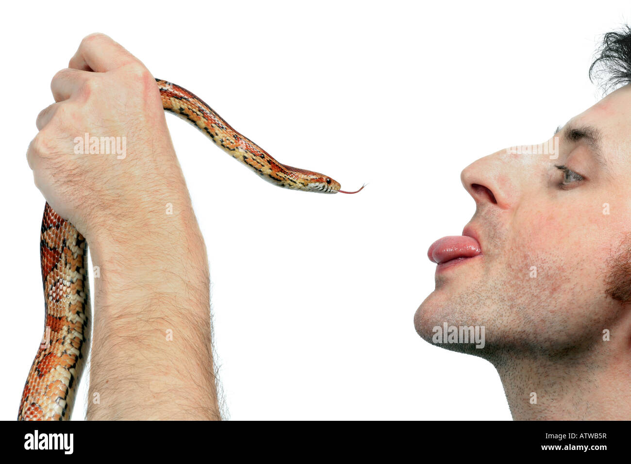 corn snake Elaphe guttata man and snake lambencing each other Stock ...